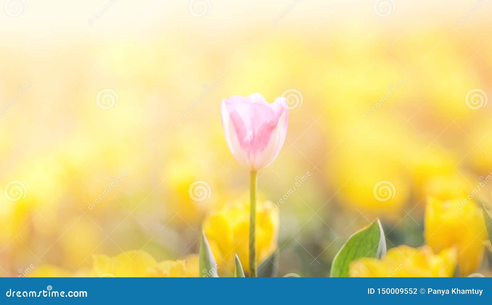 Tulip in Spring Under Sun Ray, Beautiful and Colourful Tulip on Sun ...