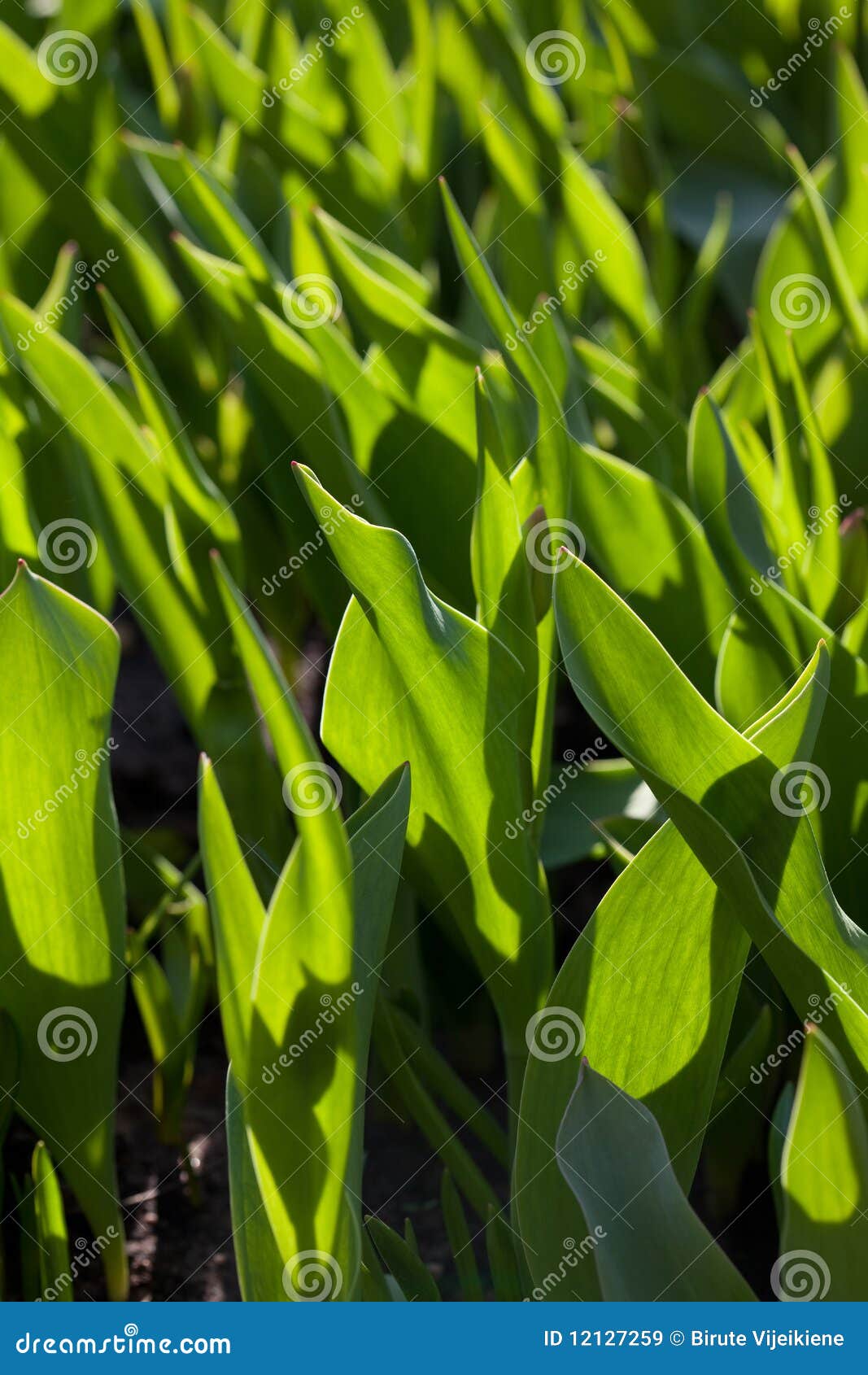 Tulip sprouts stock image. Image of soil, sprout, garden - 12127259