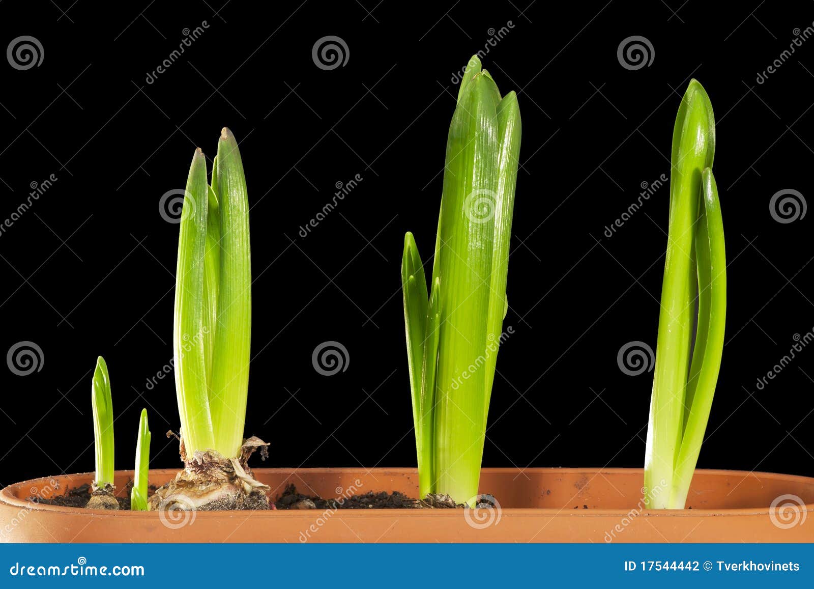 Tulip sprouts stock photo. Image of gardening, black - 17544442
