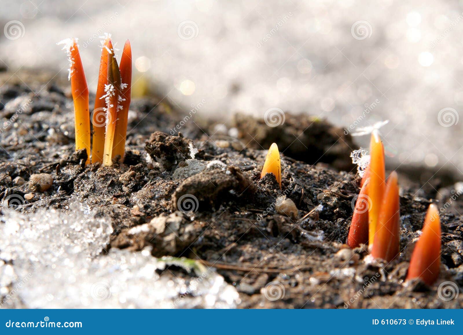 Tulip sprouts stock image. Image of spring, field, snow - 610673