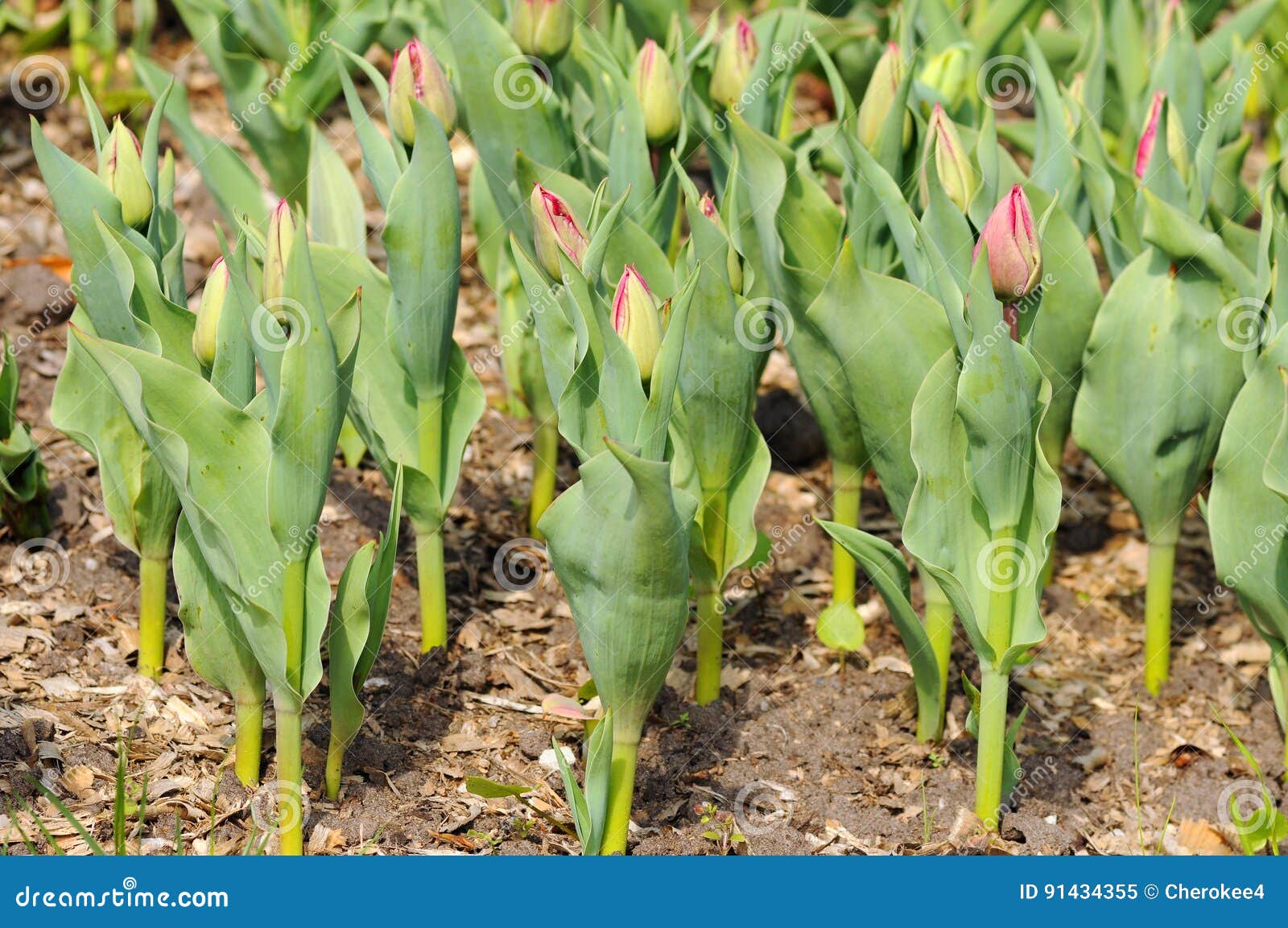 Tulip Sprouts. a Flower Bed of Tulips. Spring Plants, Buds. Stock Image ...