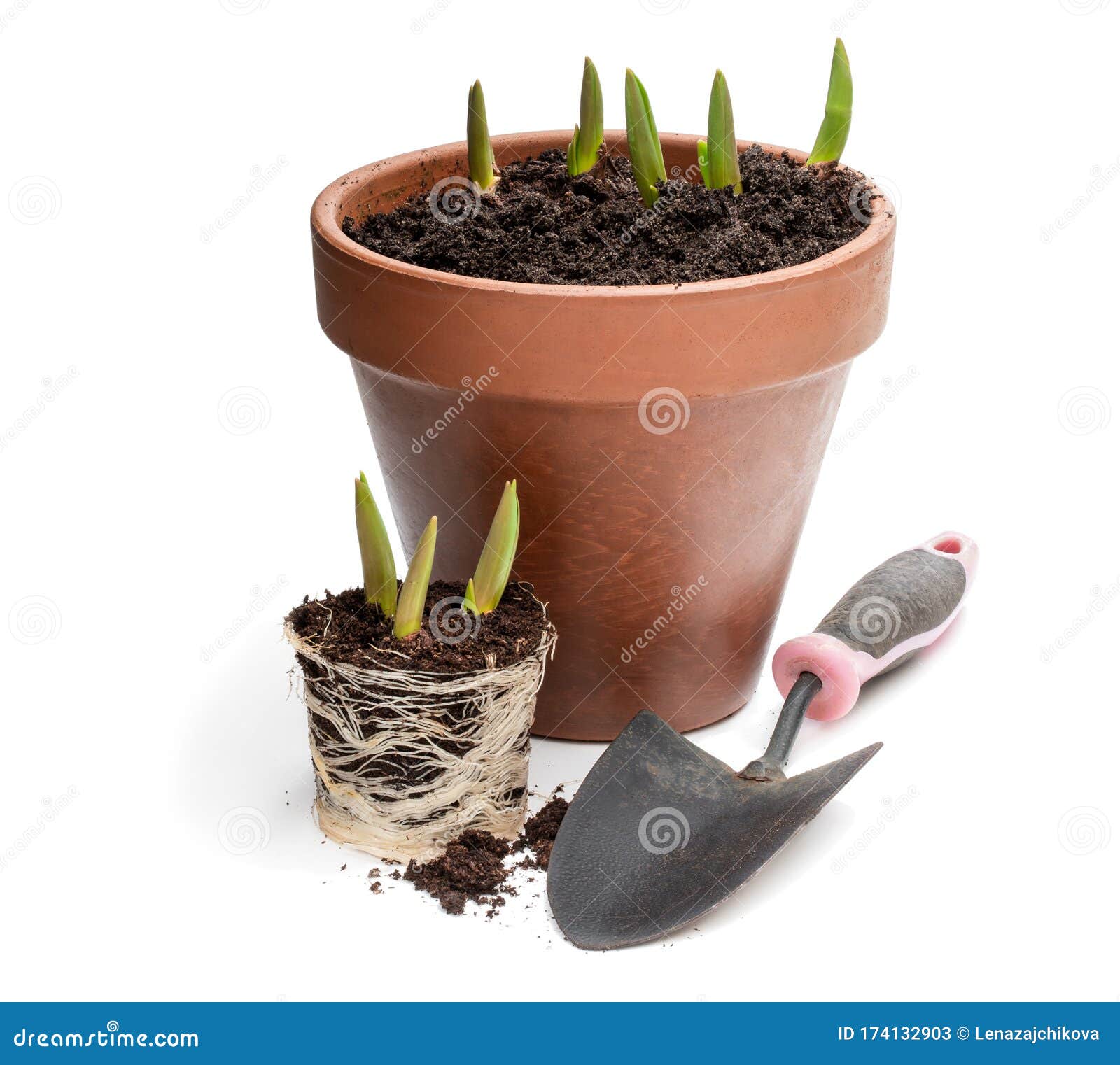 Tulip Sprouts Ready for Planting Isolated on White Stock Image - Image ...