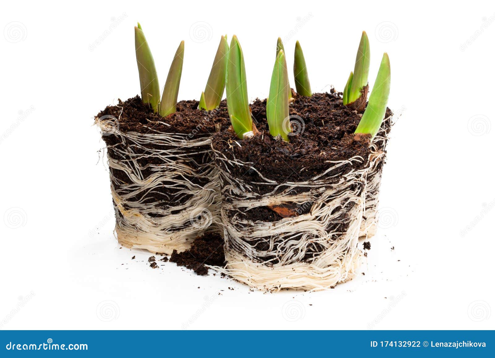 Tulip Sprouts in Soil with Roots Isolated on White Stock Photo - Image ...