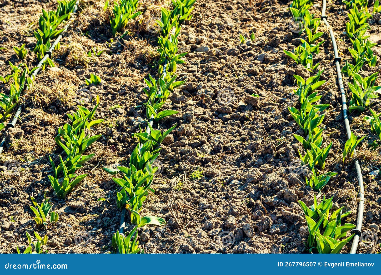 Tulip Sprouts Sprouted through the Ground. Stock Image - Image of ...