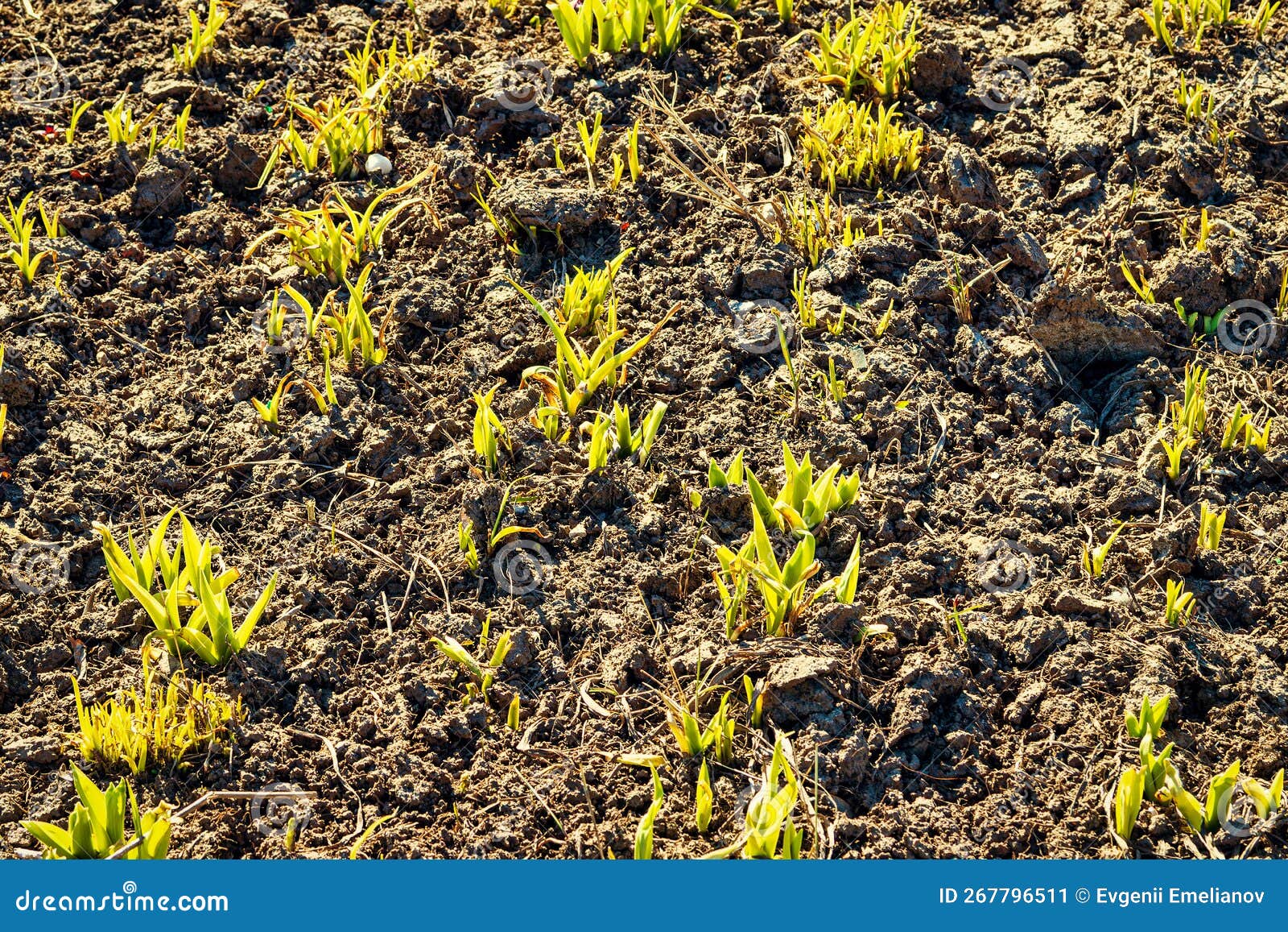 Tulip Sprouts Sprouted through the Ground. Stock Image - Image of early ...