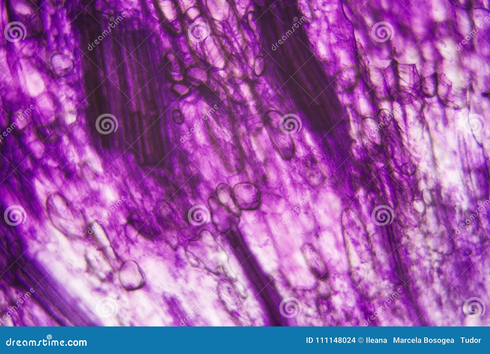 Tulip Stem Cells at the Microscope Stock Photo - Image of botany ...