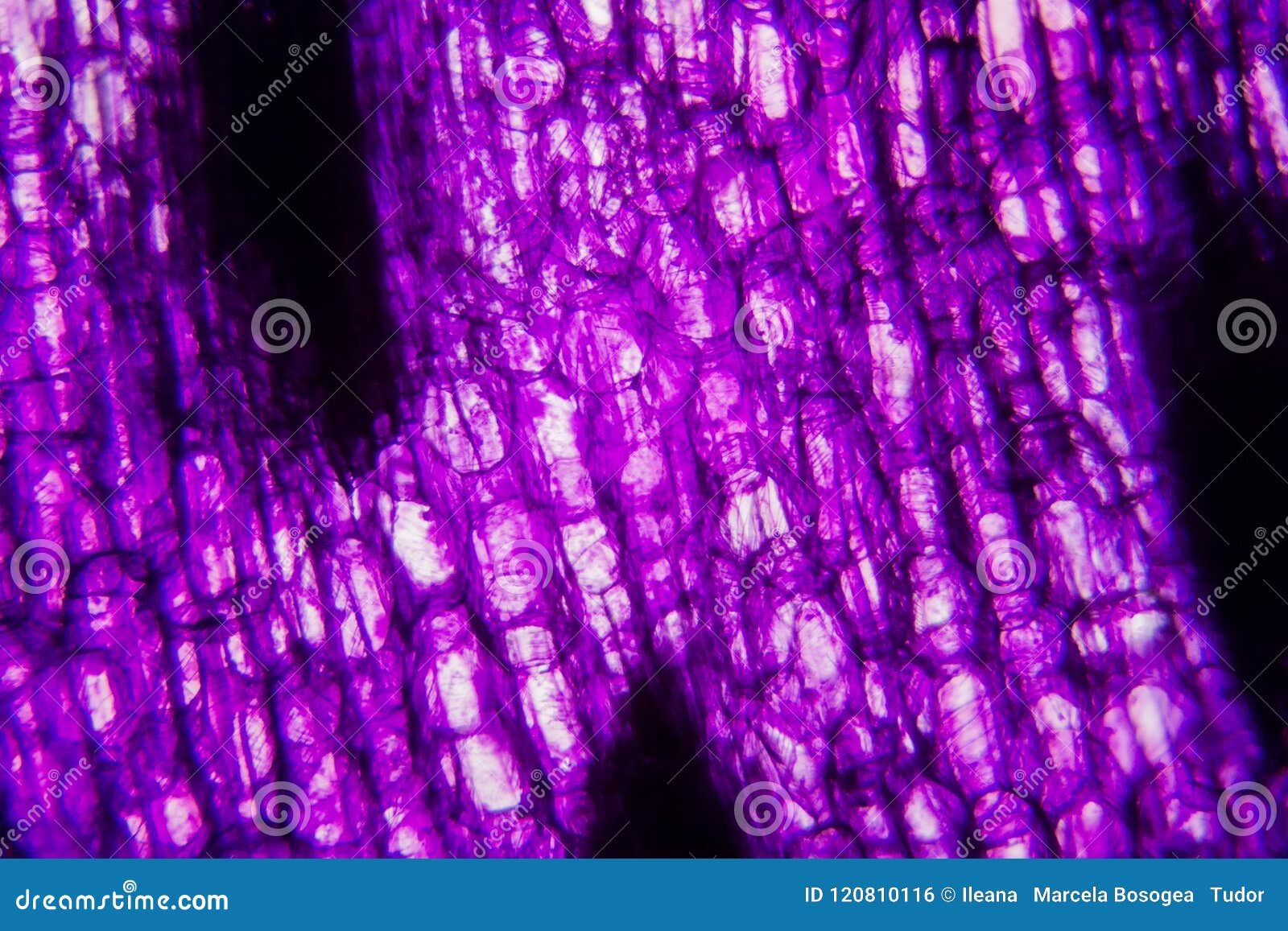 Tulip Stem Cells at the Microscope Stock Photo - Image of fresh ...