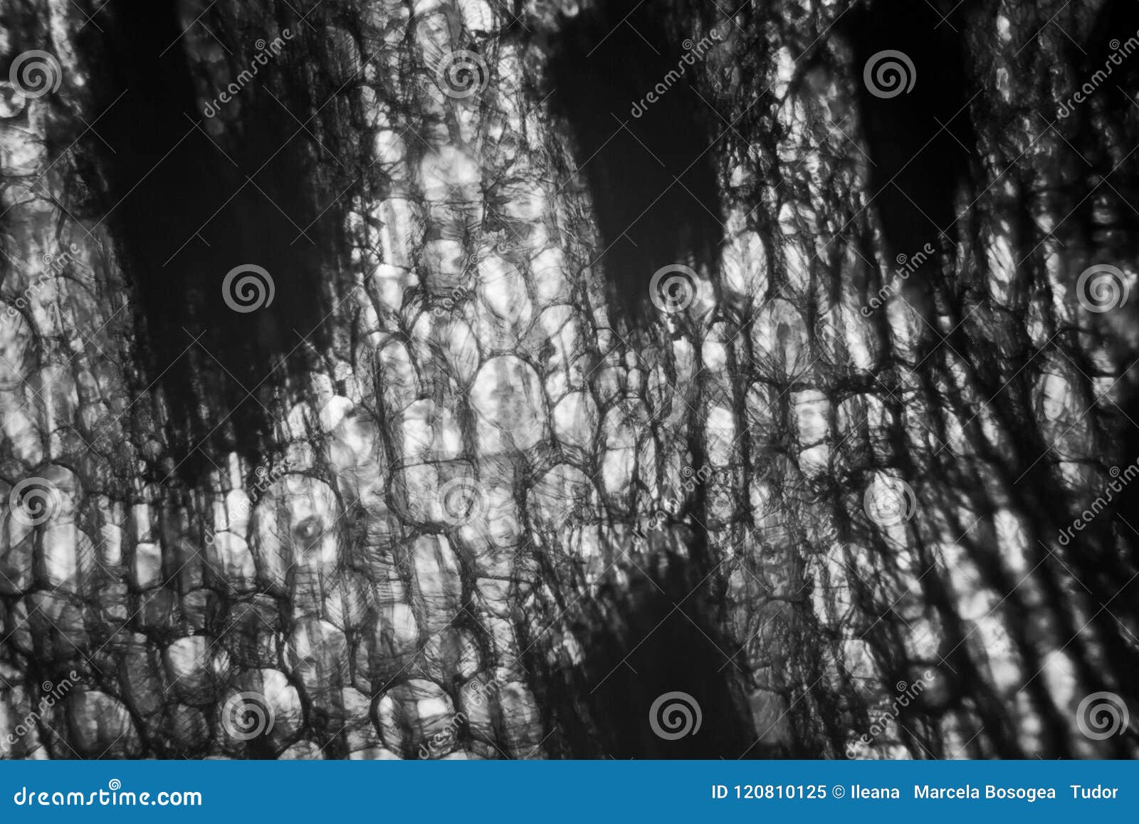 Tulip Stem Cells at the Microscope Stock Image - Image of details ...