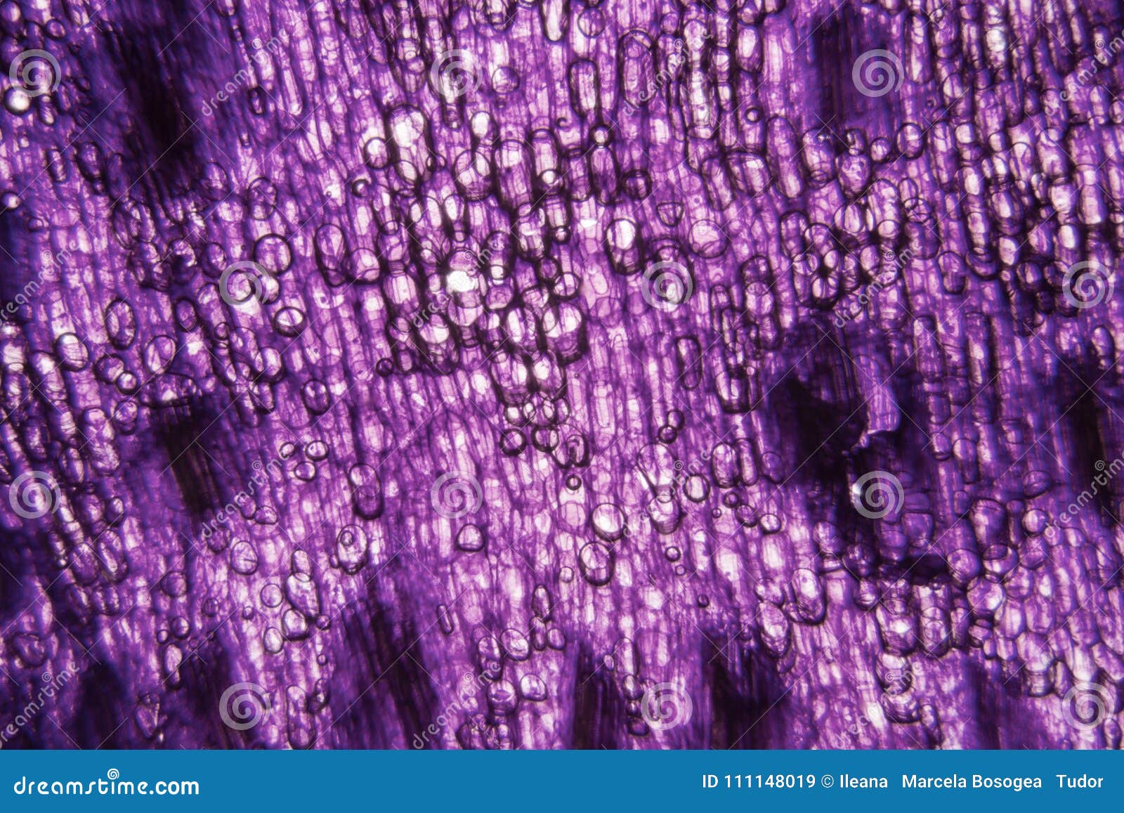 Tulip Stem Cells at the Microscope Stock Image - Image of blossom ...