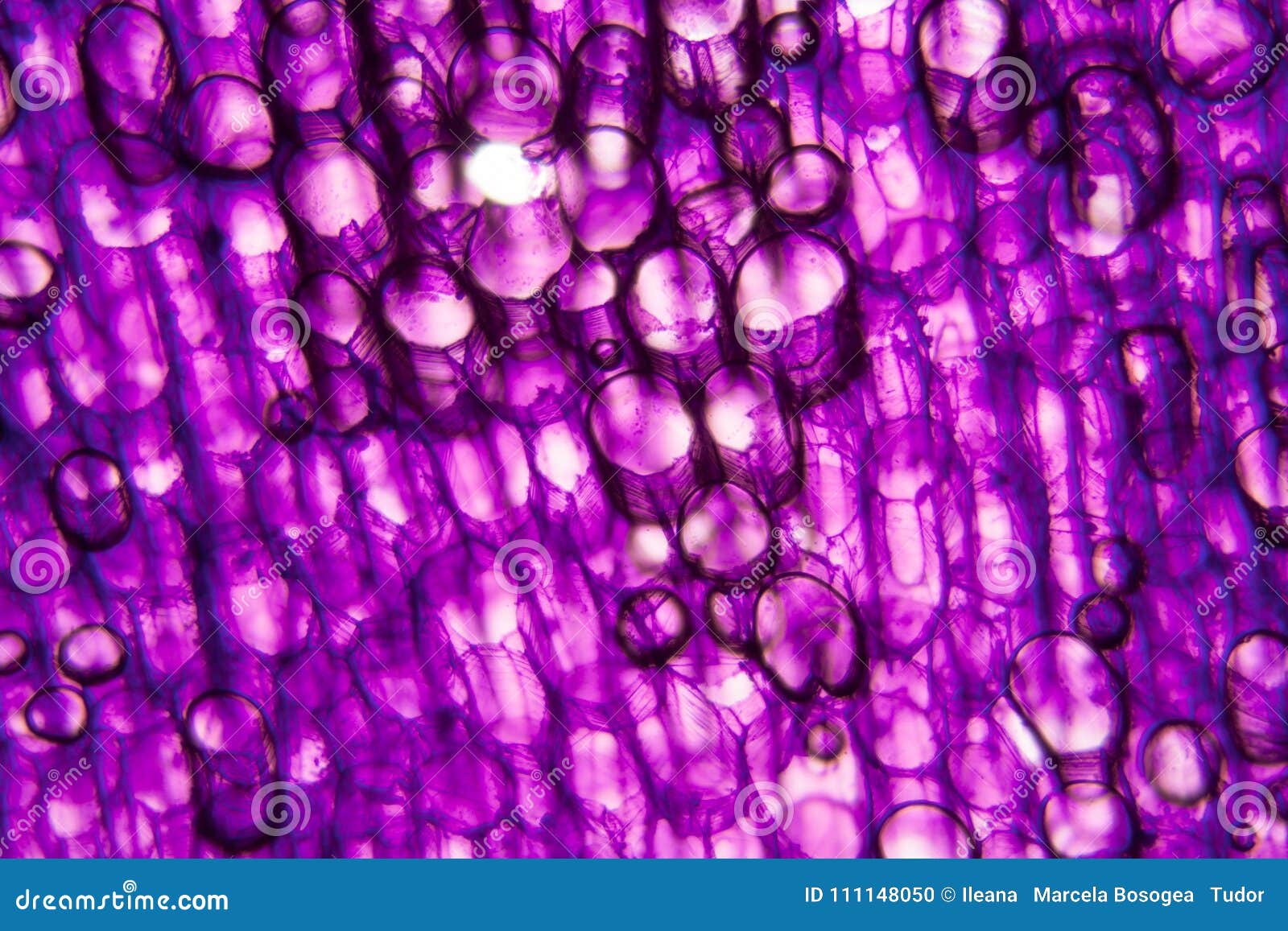 Tulip Stem Cells at the Microscope Stock Photo - Image of colorful ...