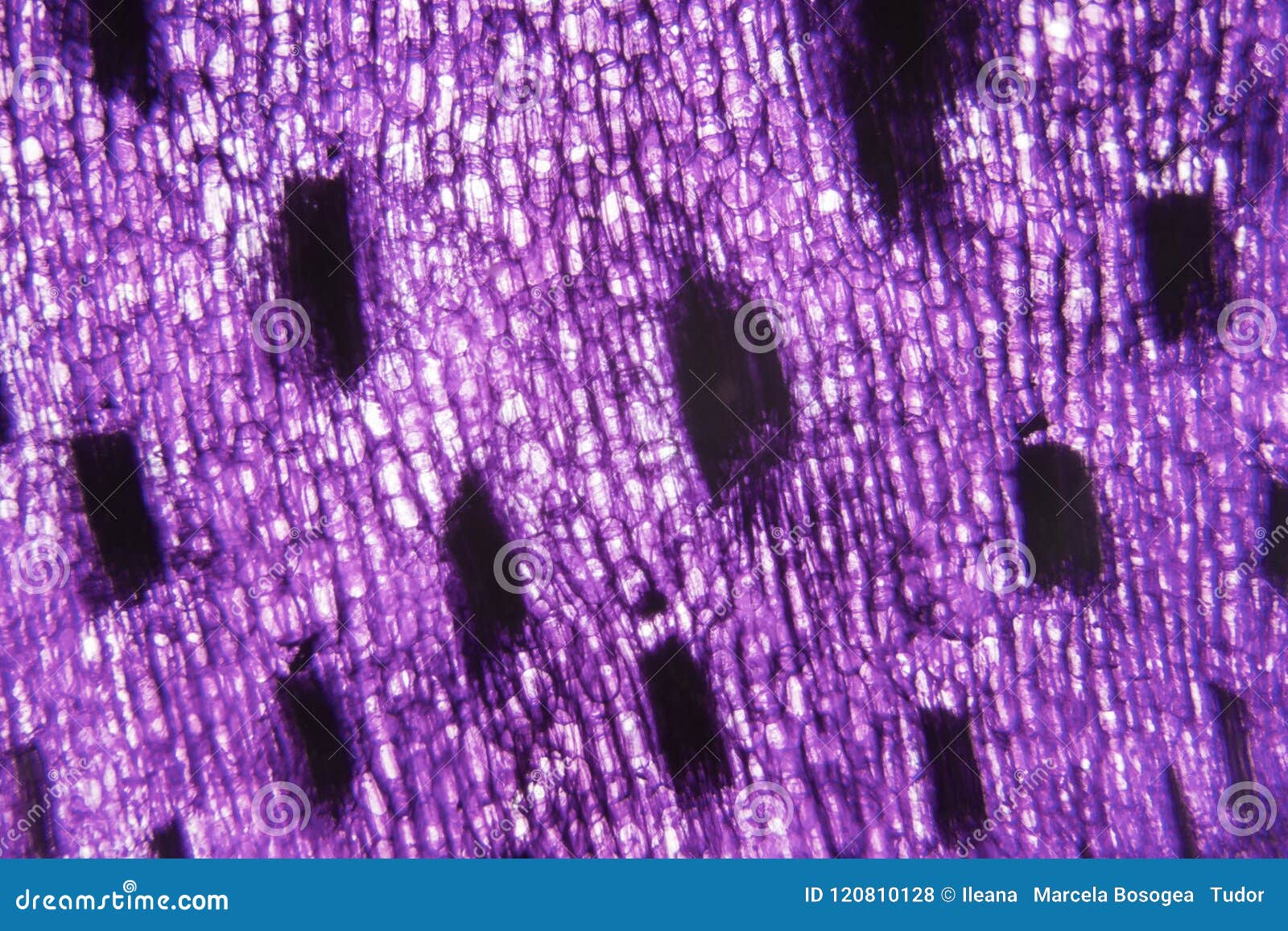 Tulip Stem Cells at the Microscope Stock Photo - Image of foliage ...