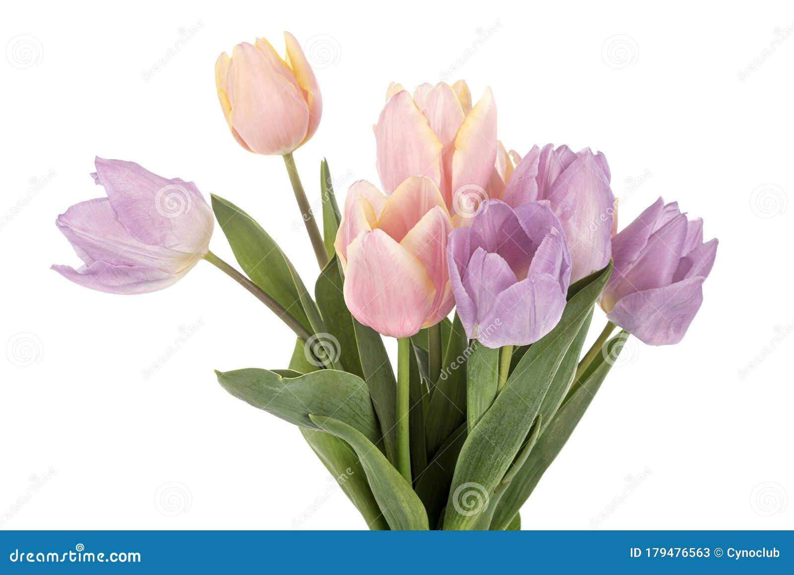 Tulip in studio stock image. Image of isolated, bunch - 179476563