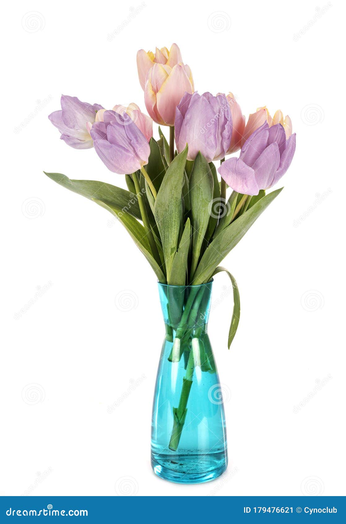 Tulip in studio stock image. Image of nature, bakckground - 179476621