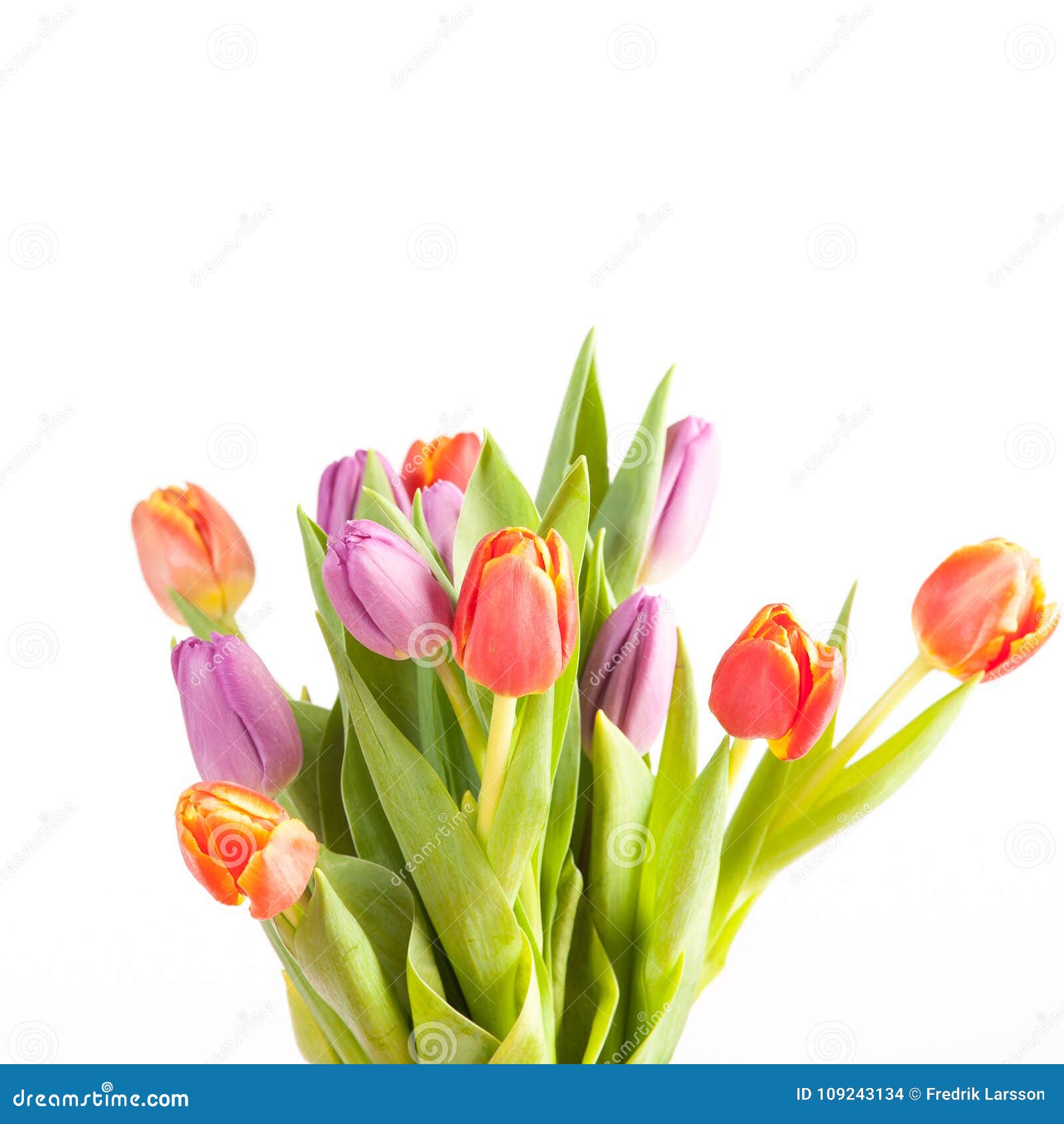 Tulip in studio light stock photo. Image of floral, table - 109243134