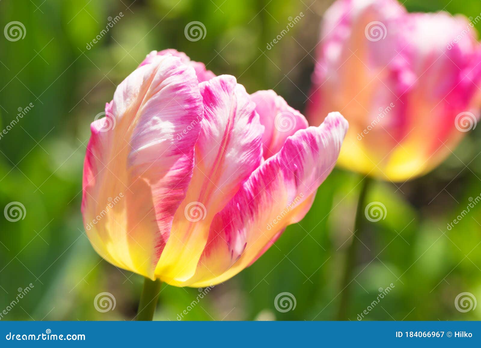 Tulip in the sun stock image. Image of summer, macro - 184066967