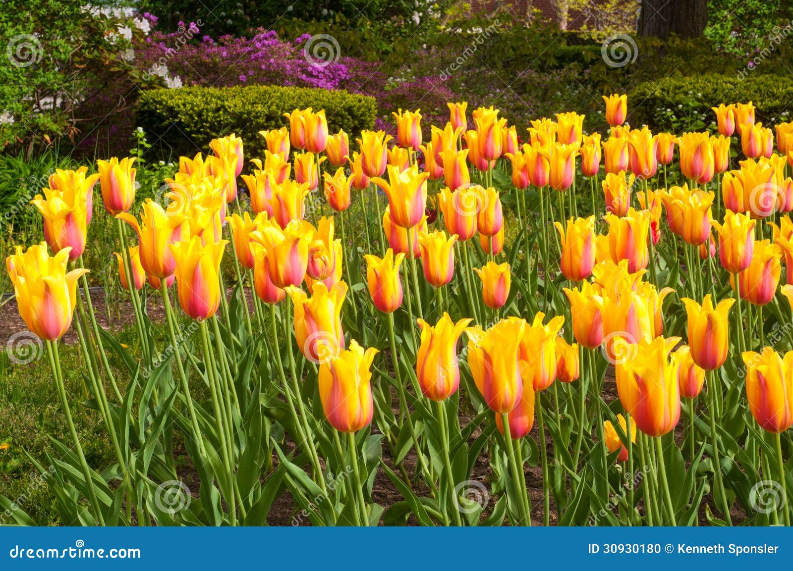 Tulip symphony stock photo. Image of array, beauty, flower - 30930180