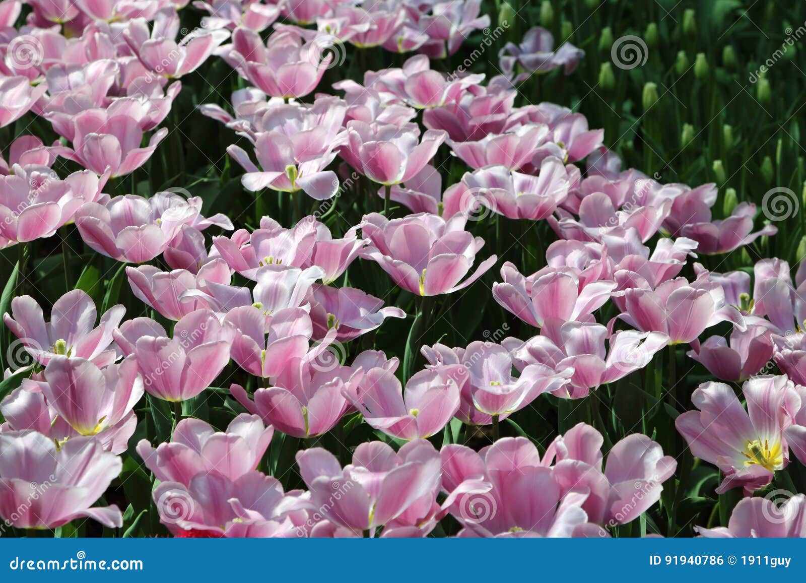 Synead Armor Stock Photos - Free & Royalty-Free Stock Photos from ...