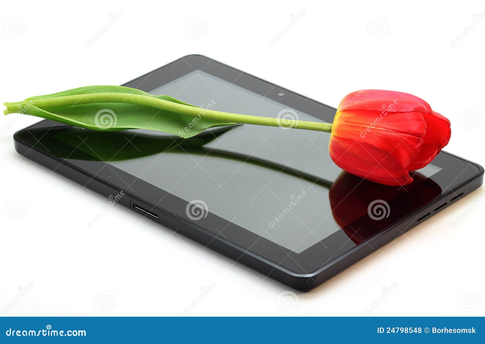 Tulip on the tablet stock photo. Image of computer, reflection - 24798548