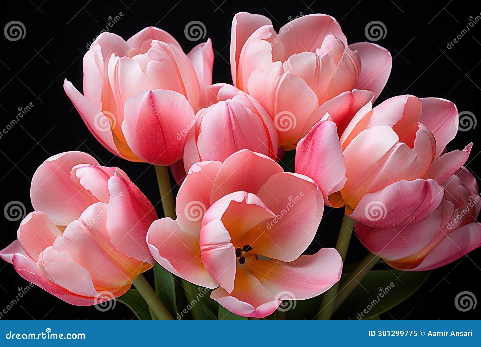 Tulip Time Warp Capturing the Lifecycle in Time Lapse, Spring Session ...