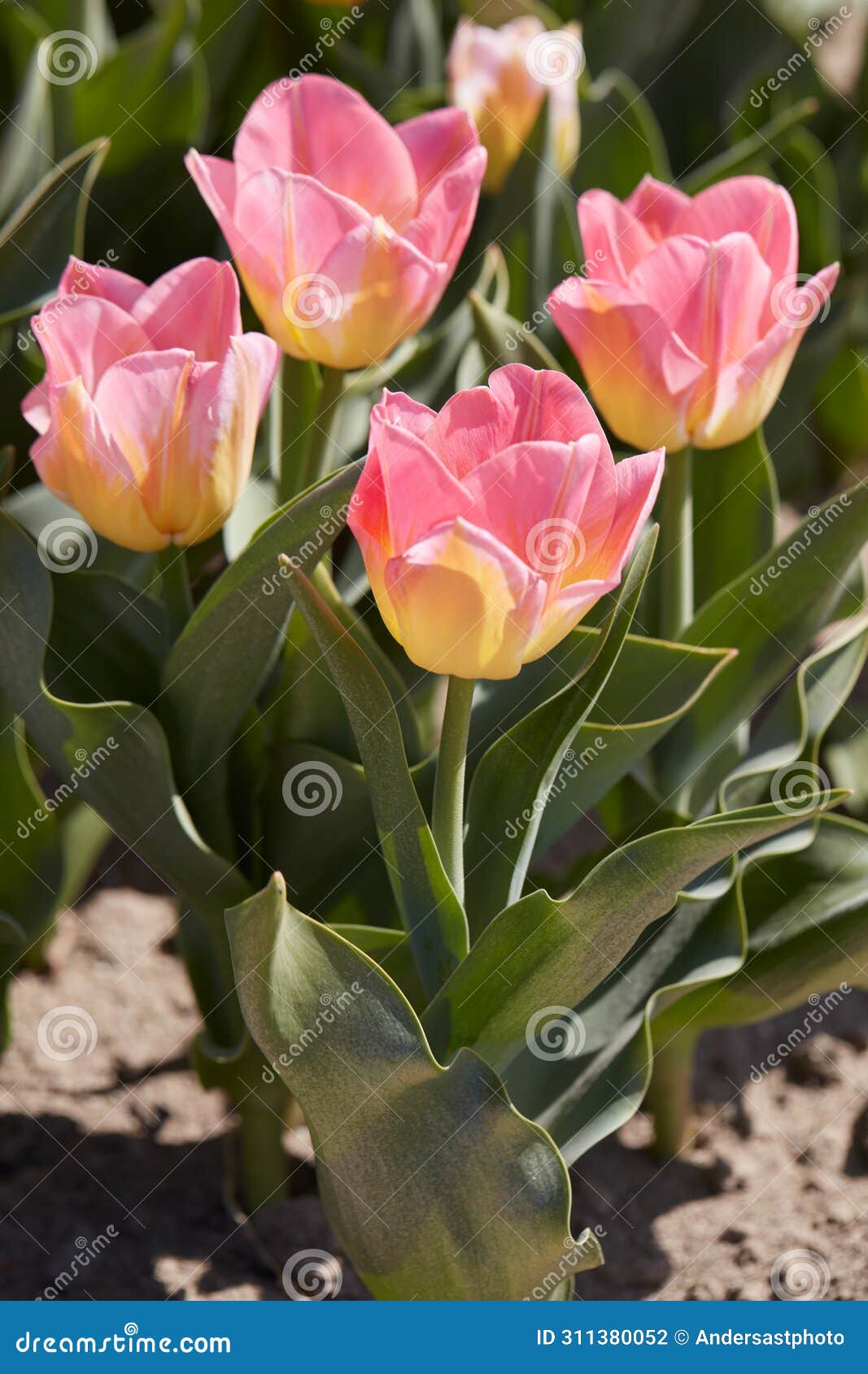 Tulip Tom Pouce Flowers and Field in Spring Stock Photo - Image of ...