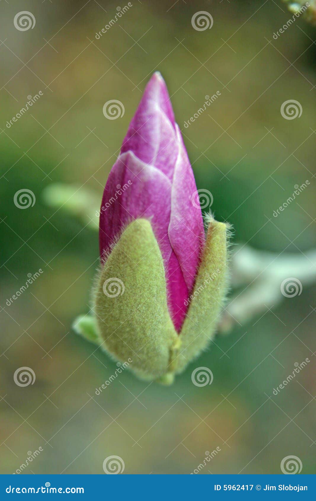 Tulip Tree Liriodendron Tulipifera, Called Tuliptree, American Or Tulip ...