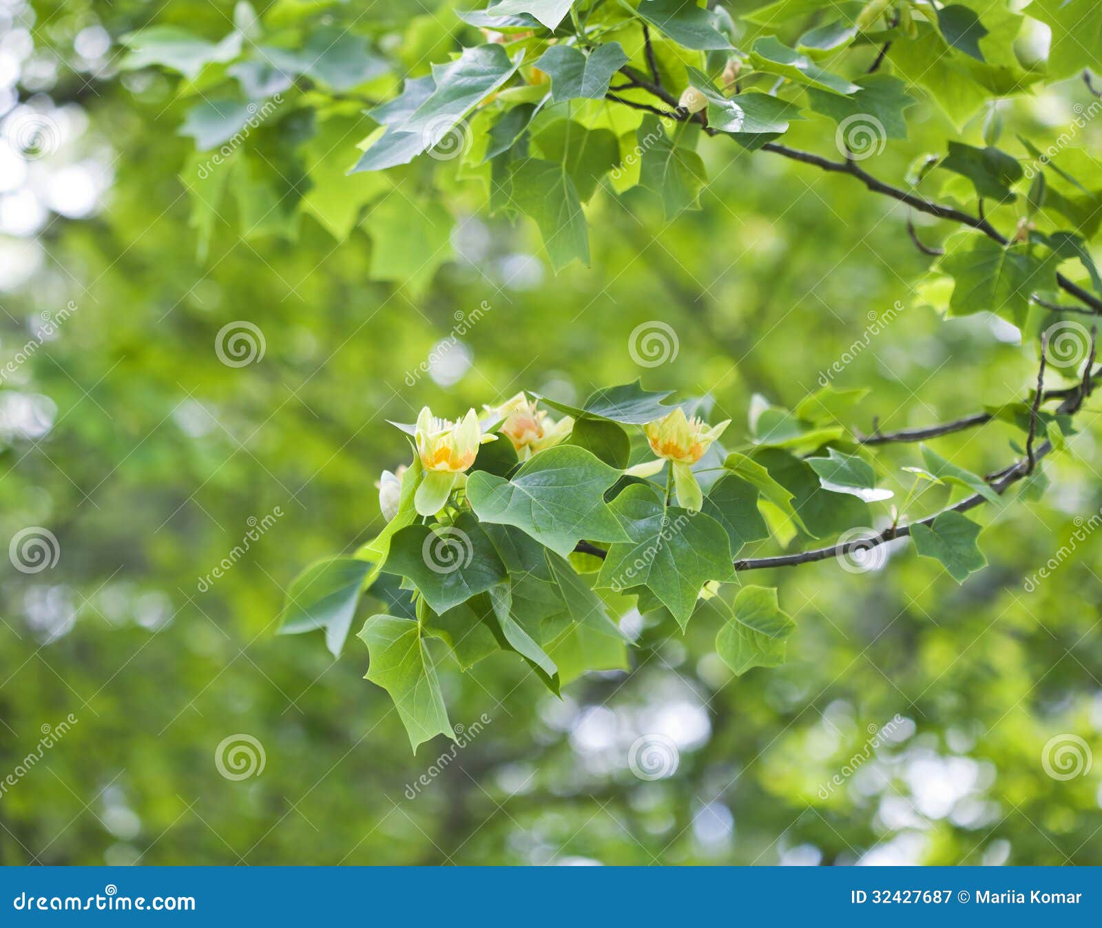 Tulip Tree Liriodendron Tulipifera, Called Tuliptree, American Or Tulip ...