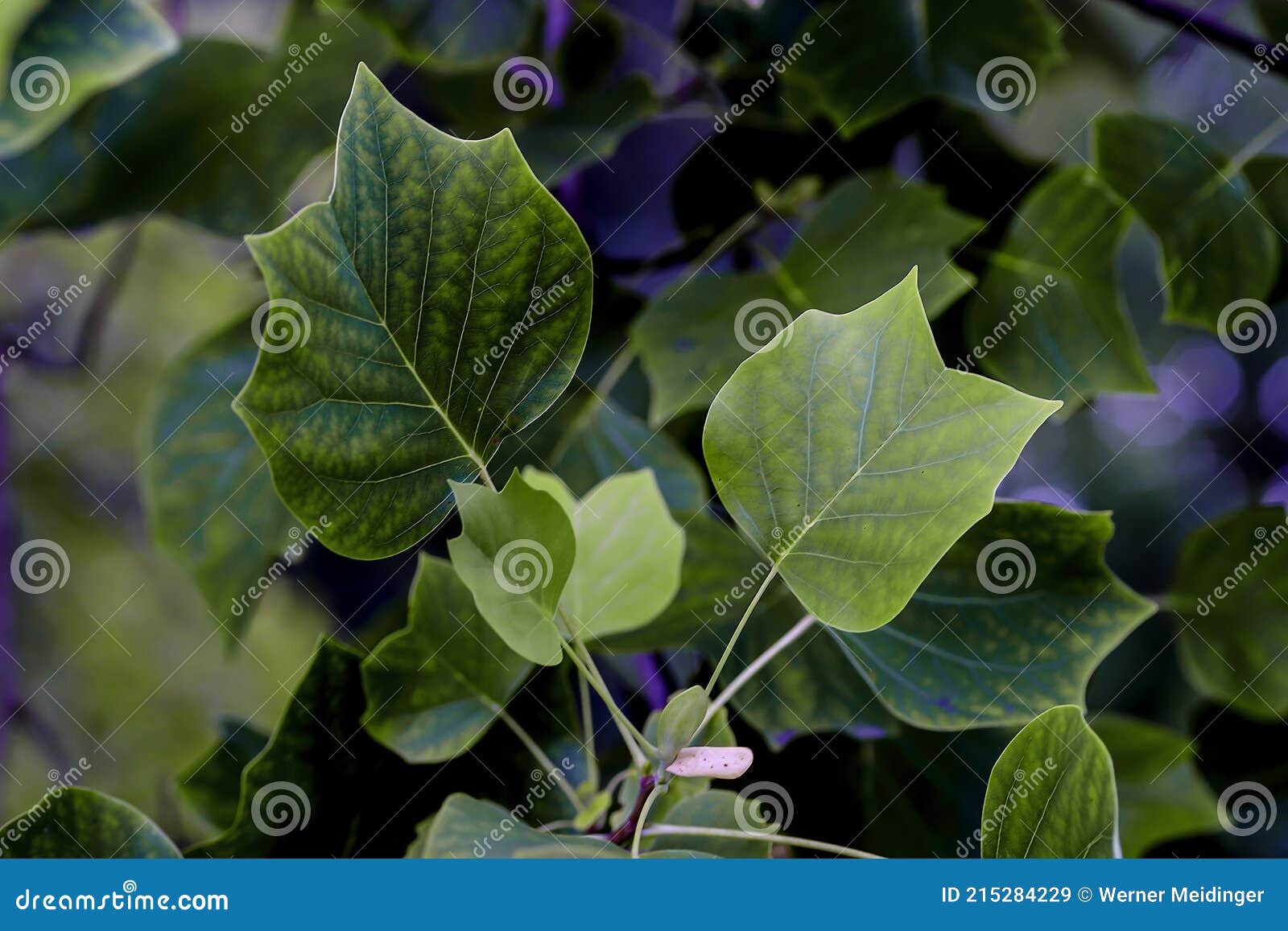 Tulip Poplar or Tuliptree - Liriodendron Tulipifera â€“ Leaves with ...