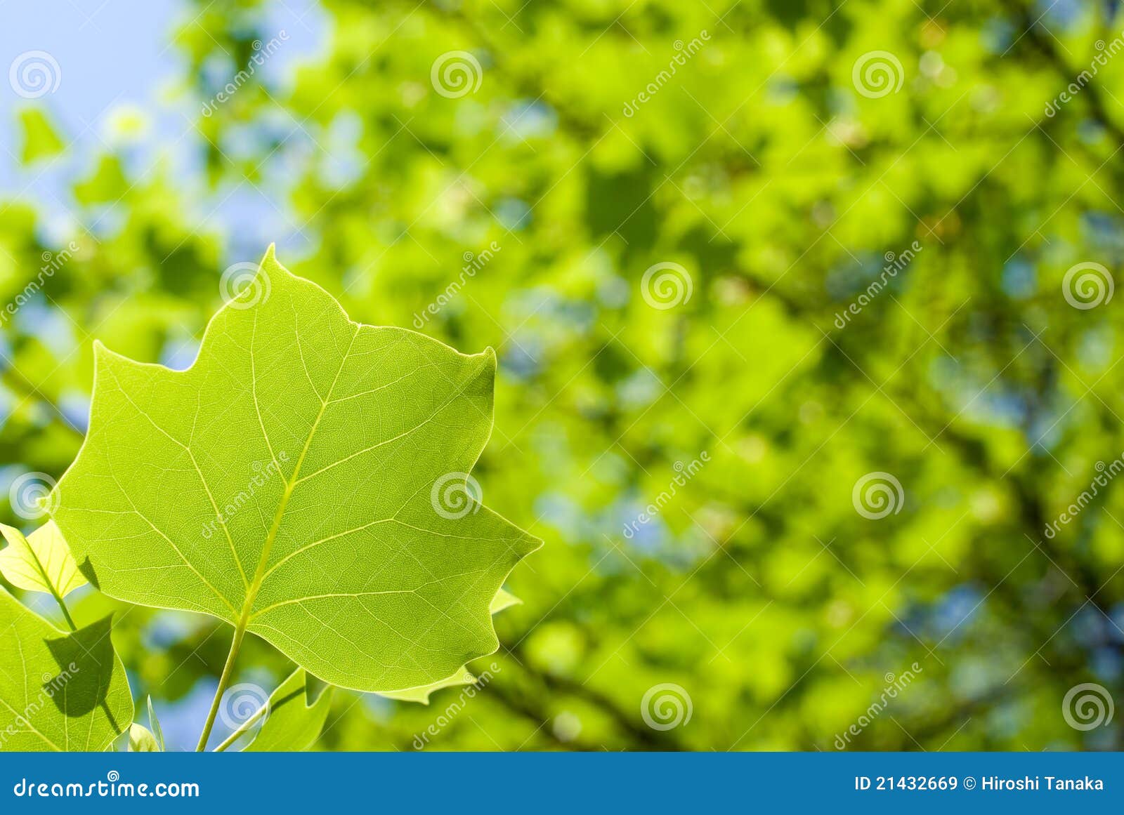 Tulip tree leaf stock image. Image of exhilarating, natural - 21432669