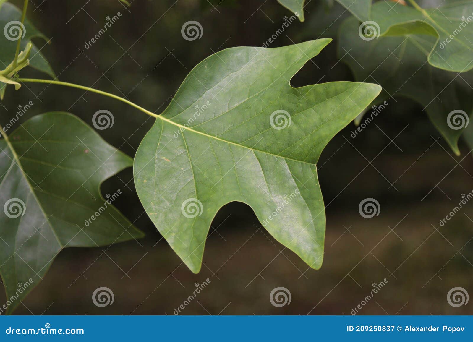 Tulip tree leaf stock image. Image of plant, flora, leaf - 209250837