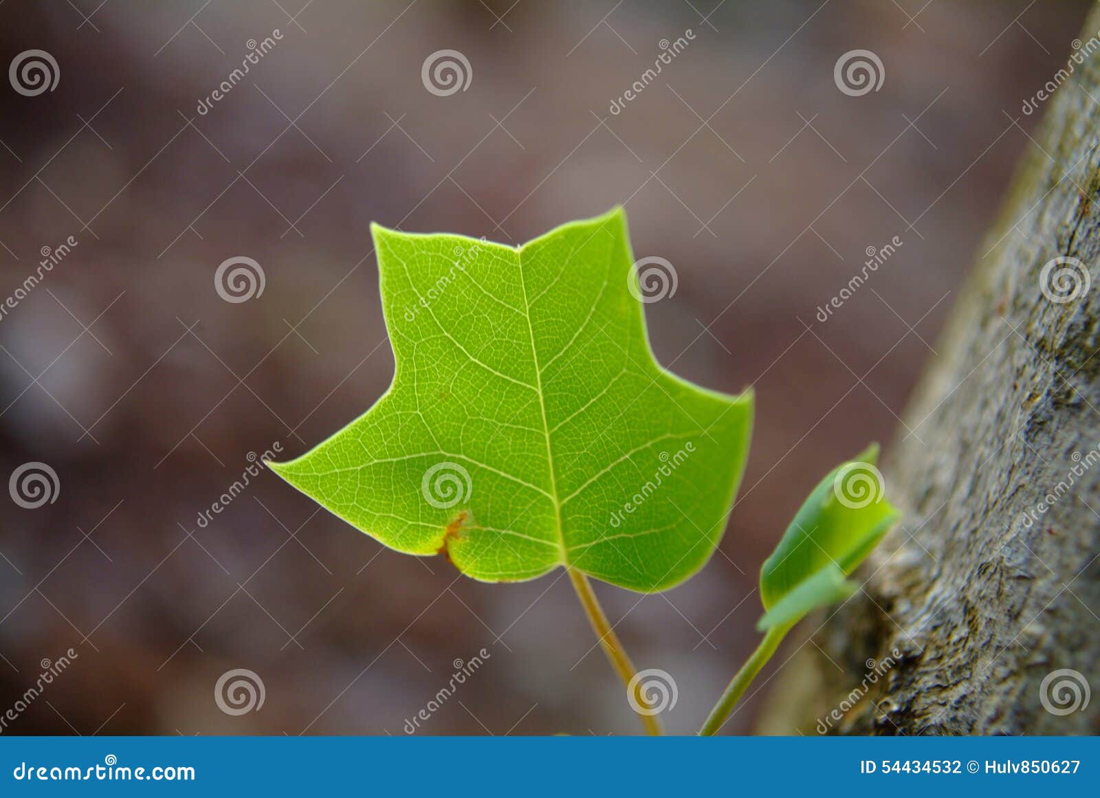 Tulip Tree Leaf stock photo. Image of liriodendron, asymmetry - 54434532