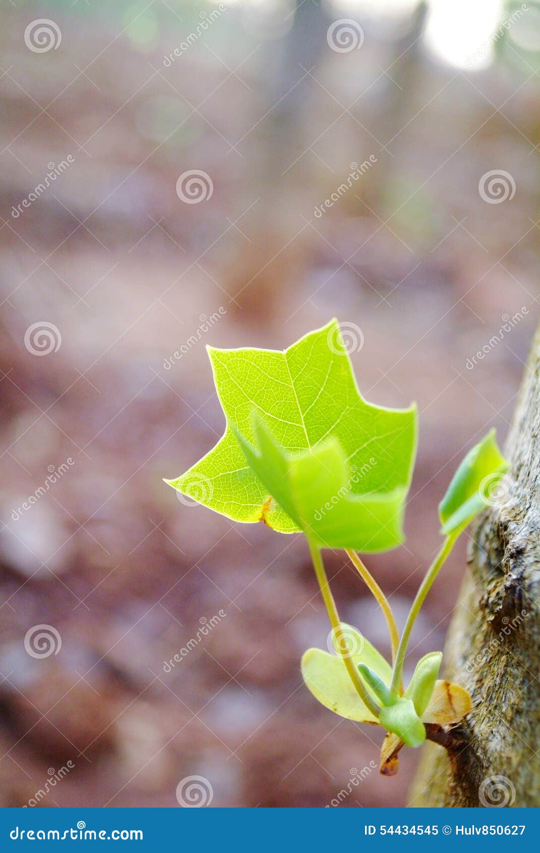 Tulip Tree Leaf stock image. Image of distinctive, four - 54434545