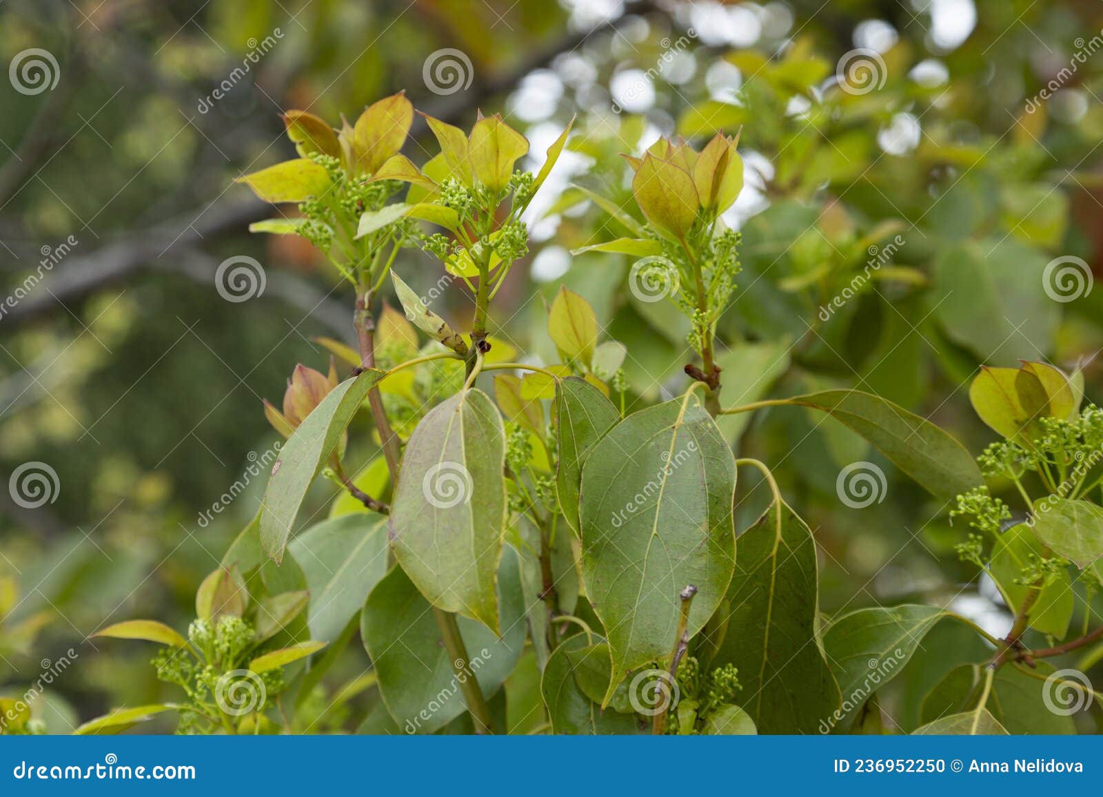 Tulip Tree Leaf in Spring. Liriodendron Tulipifera. Selective Focus ...
