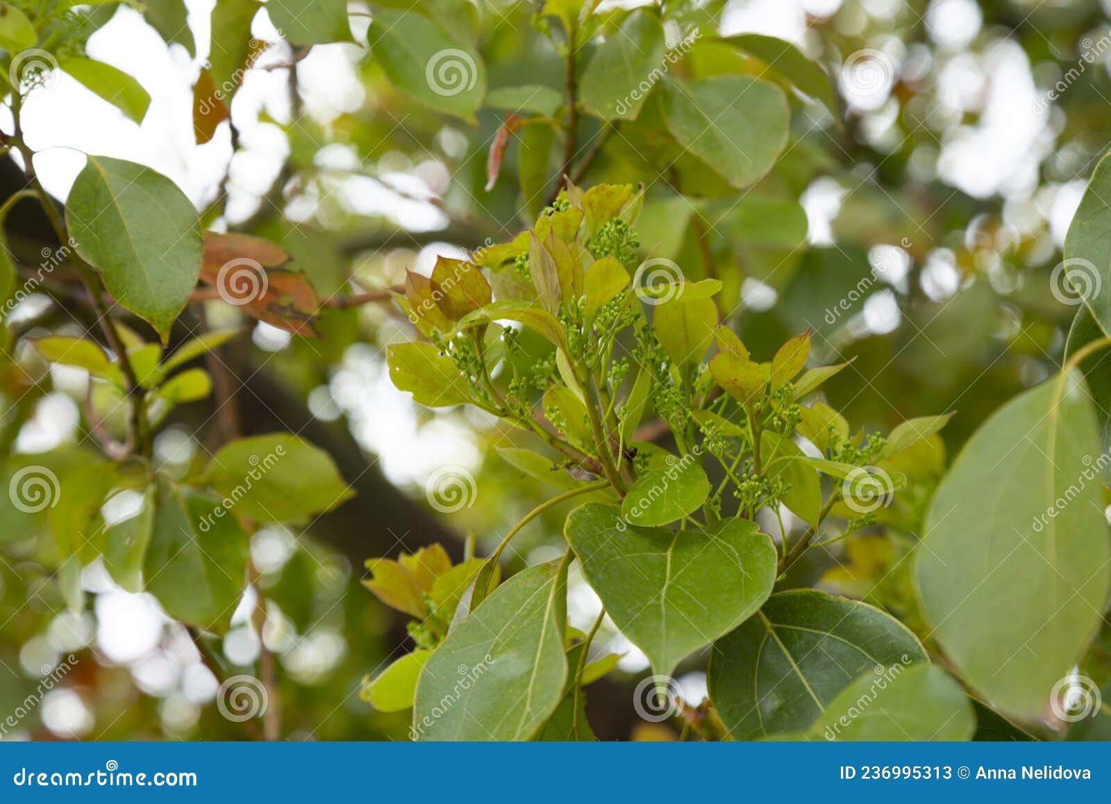 Tulip Tree Leaf in Spring. Liriodendron Tulipifera. Selective Focus ...