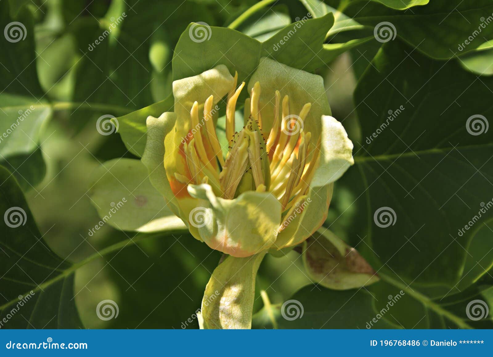 Liriodendron Tulipifera Fall Leaf Isolated On White Royalty-Free Stock ...