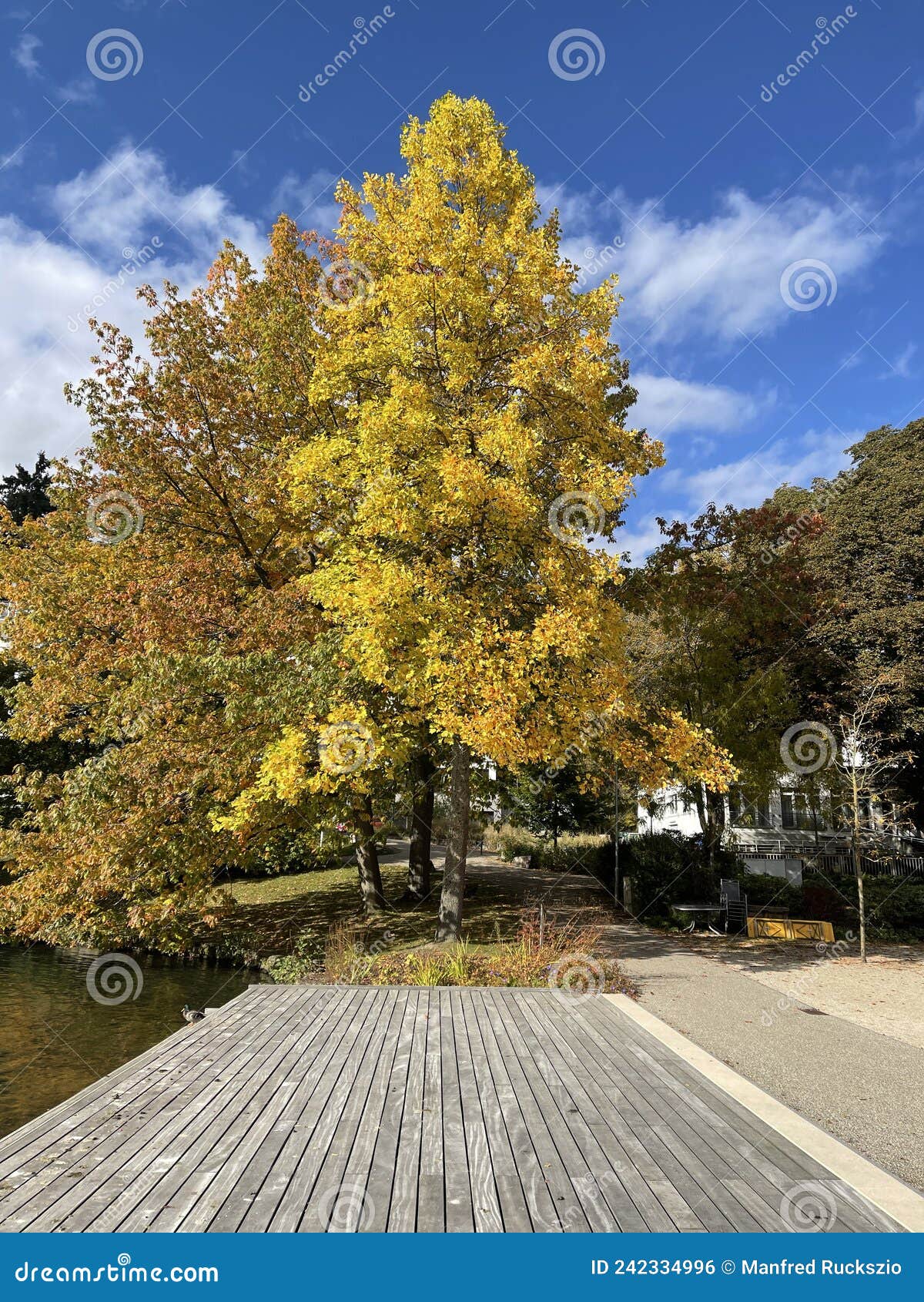 Tulip Tree, Liriodendron Tulipifera Stock Photo - Image of impression ...
