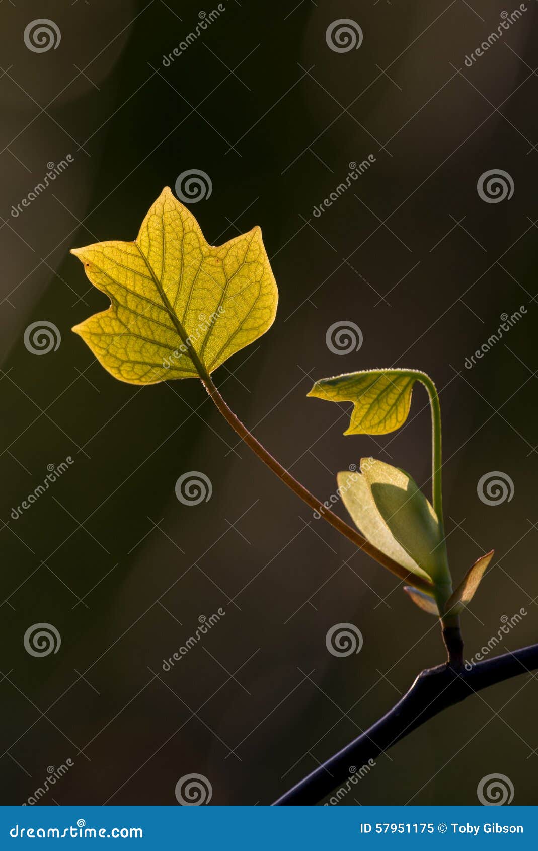 Tulip Tree leaves stock image. Image of tulipifera, spring - 57951175
