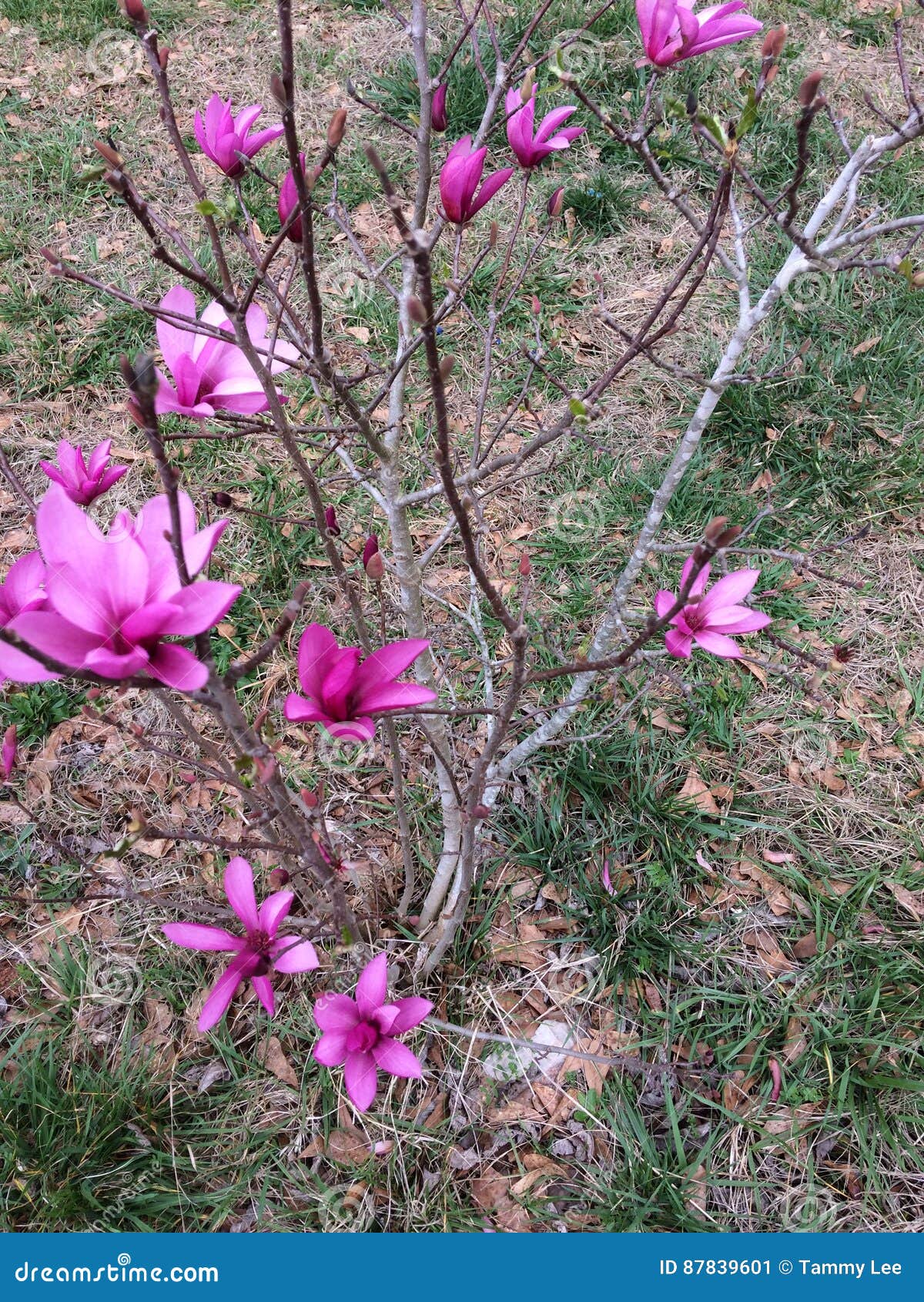 Tulip tree stock image. Image of pink, tree, tulip, flower - 87839601