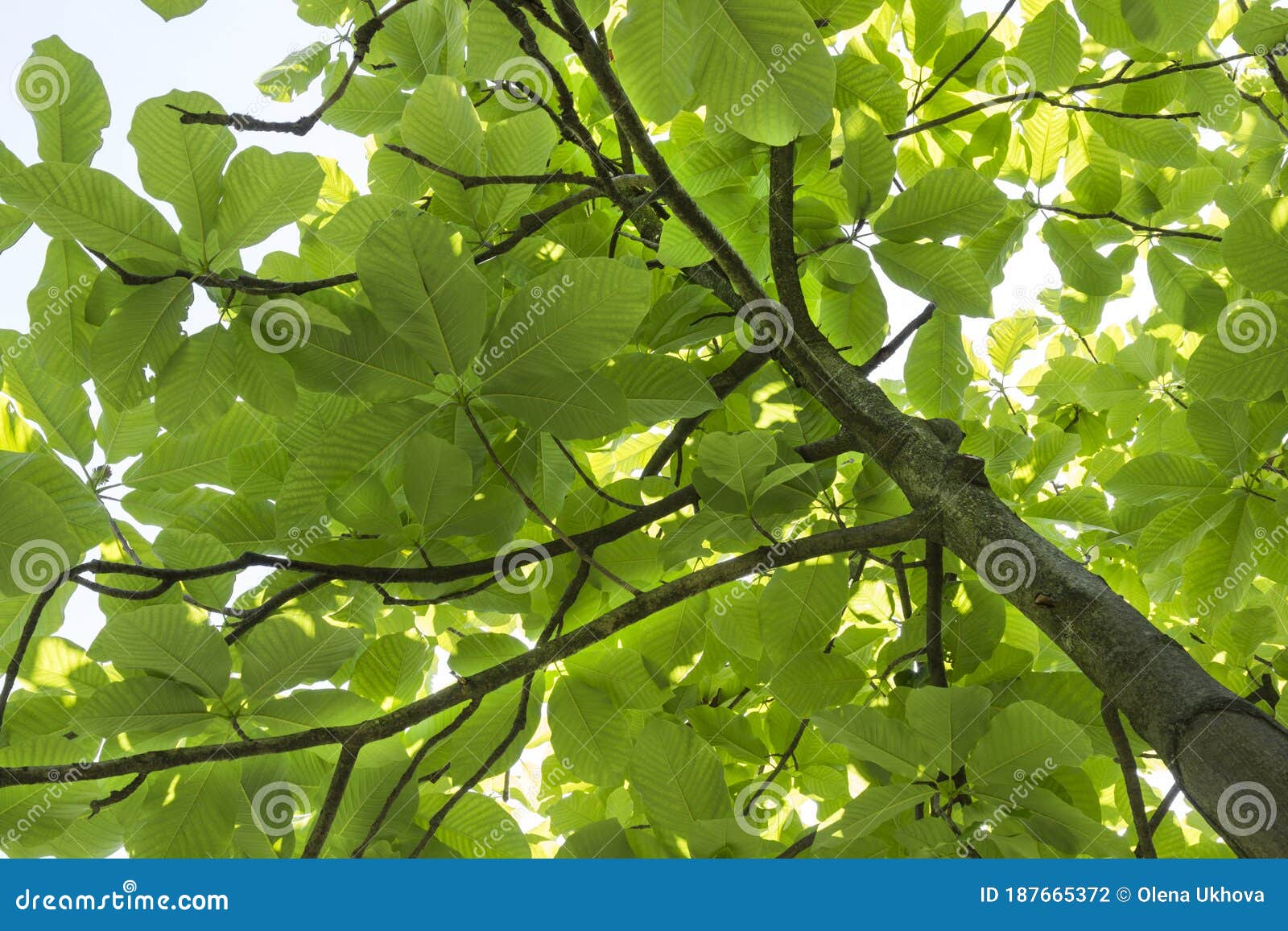 Tulip Tree Trunk with Dense Foliage and Branches Stock Photo - Image of ...