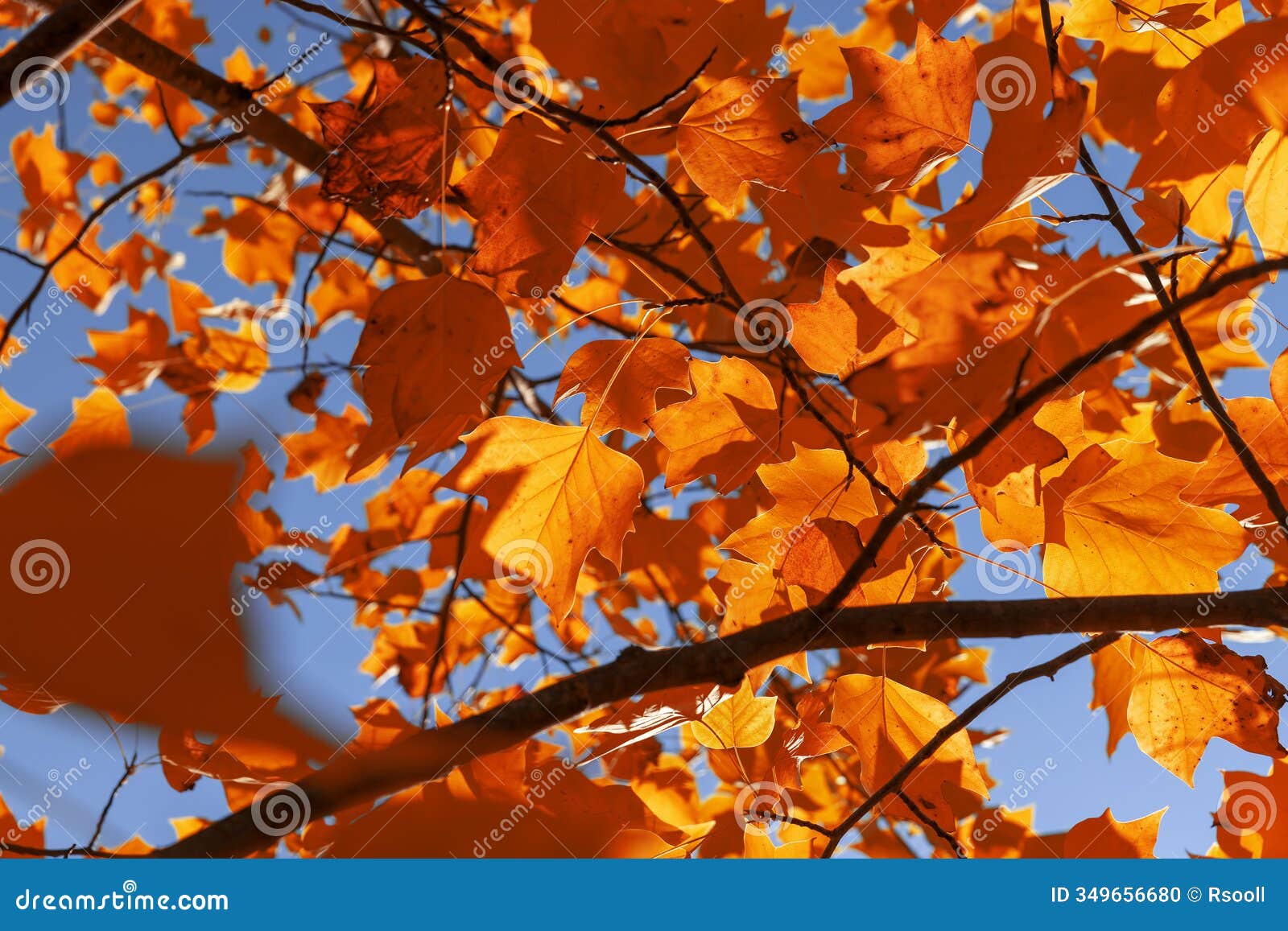 A Tulip Tree with Yellowed Foliage during Leaf Fall Stock Photo - Image ...