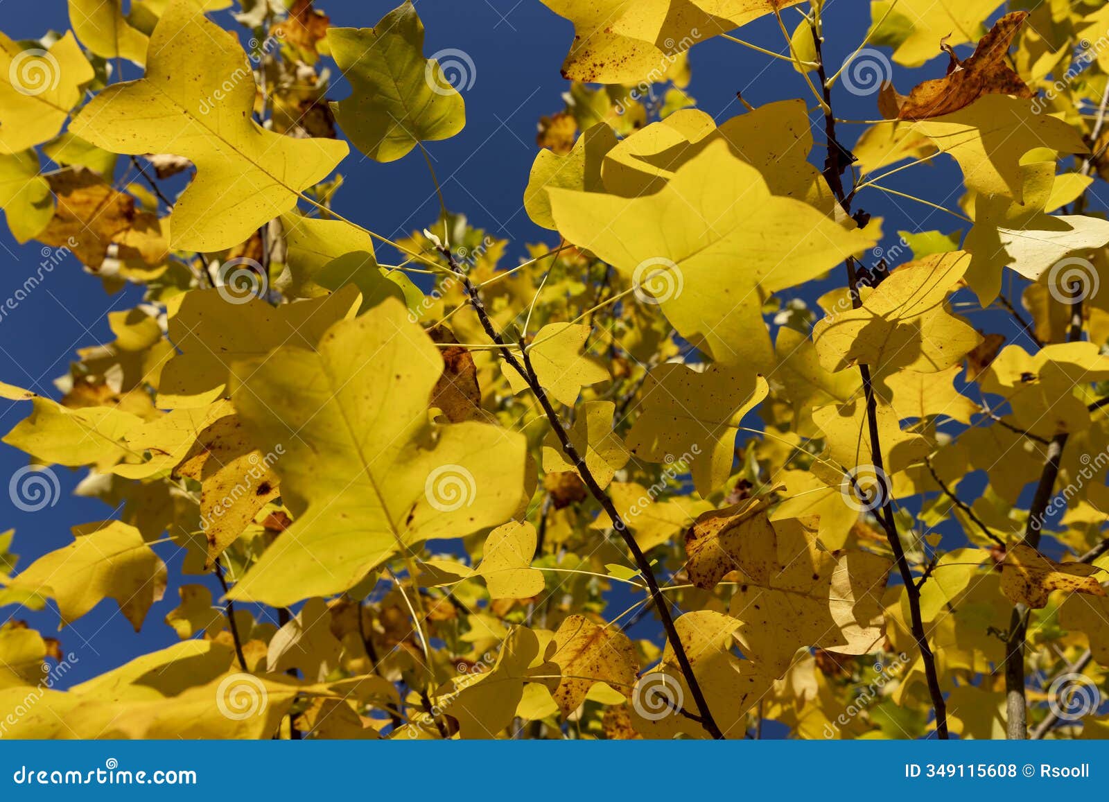 A Tulip Tree with Yellowed Foliage during Leaf Fall Stock Photo - Image ...