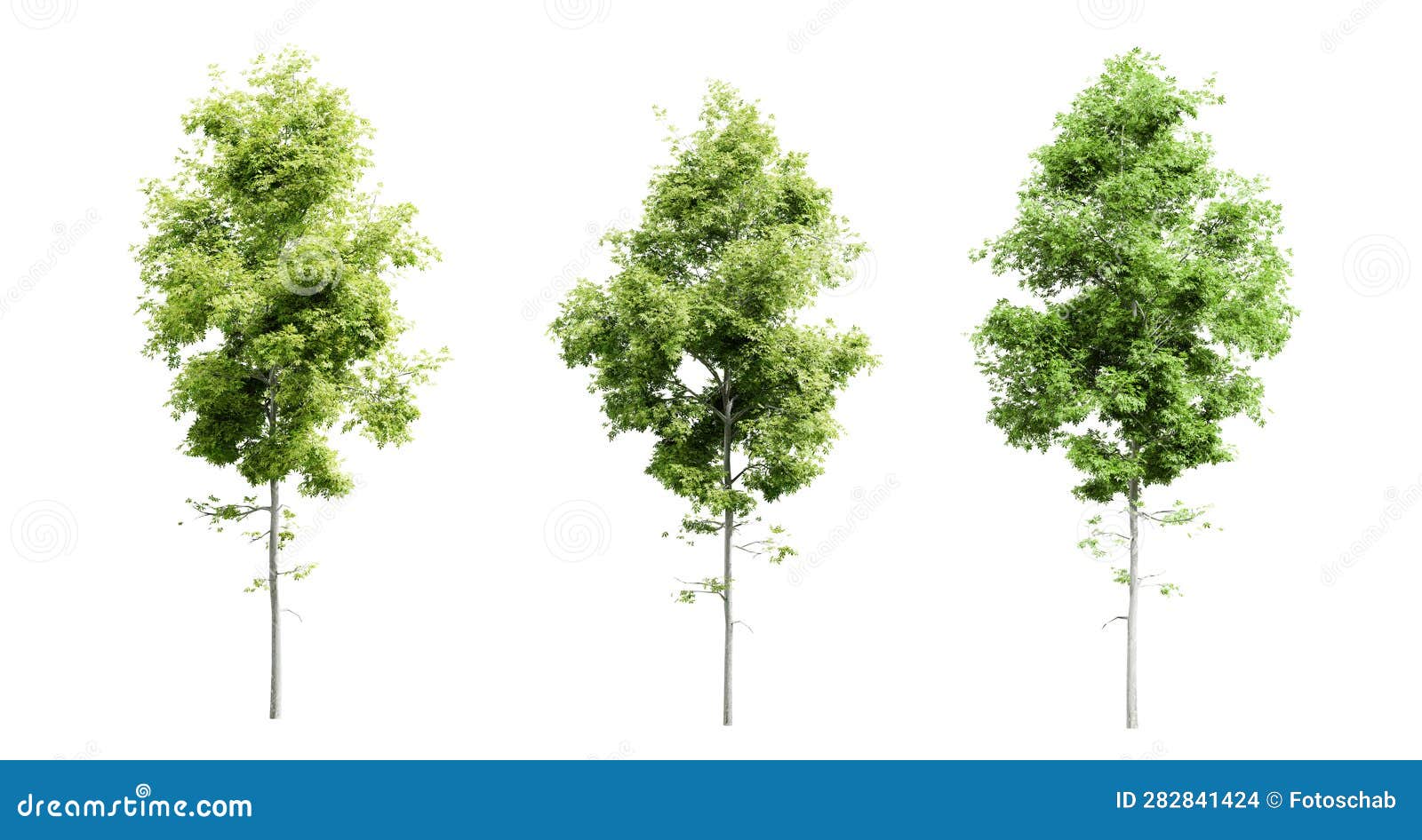 Hickory Trees Isolated on White Background and Selective Focus Close-up ...
