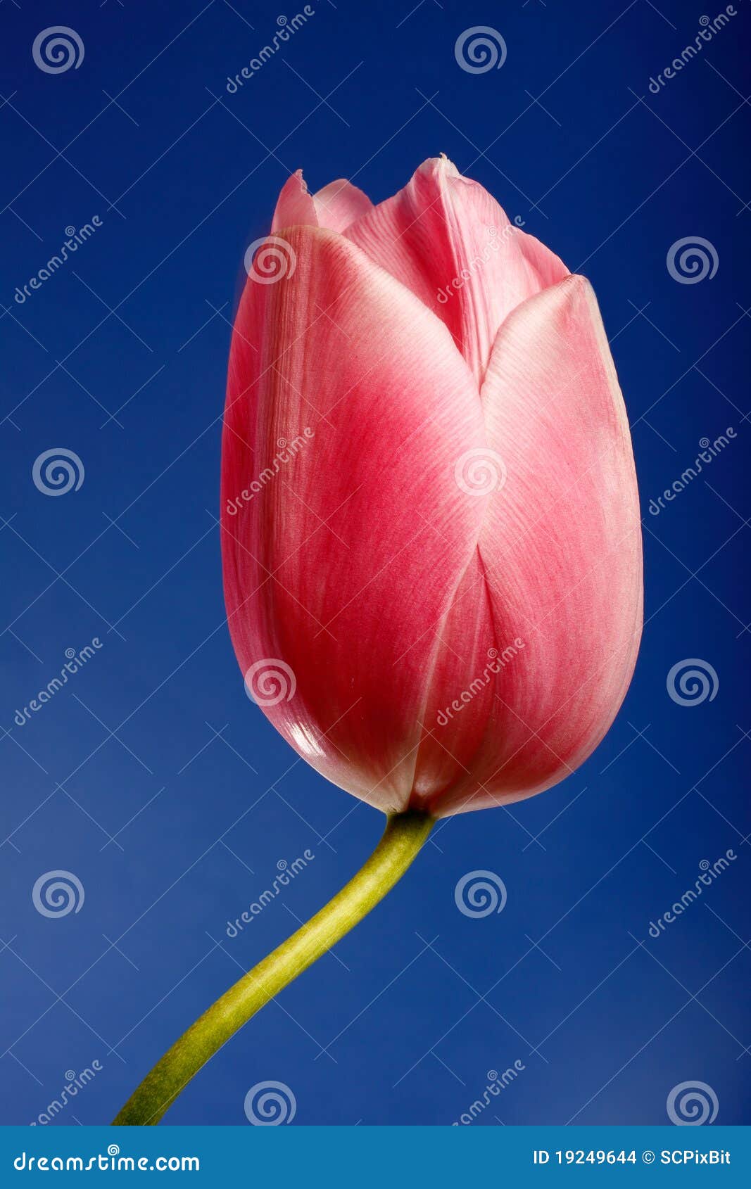 Tulip - Tulipano stock photo. Image of bright, green - 19249644