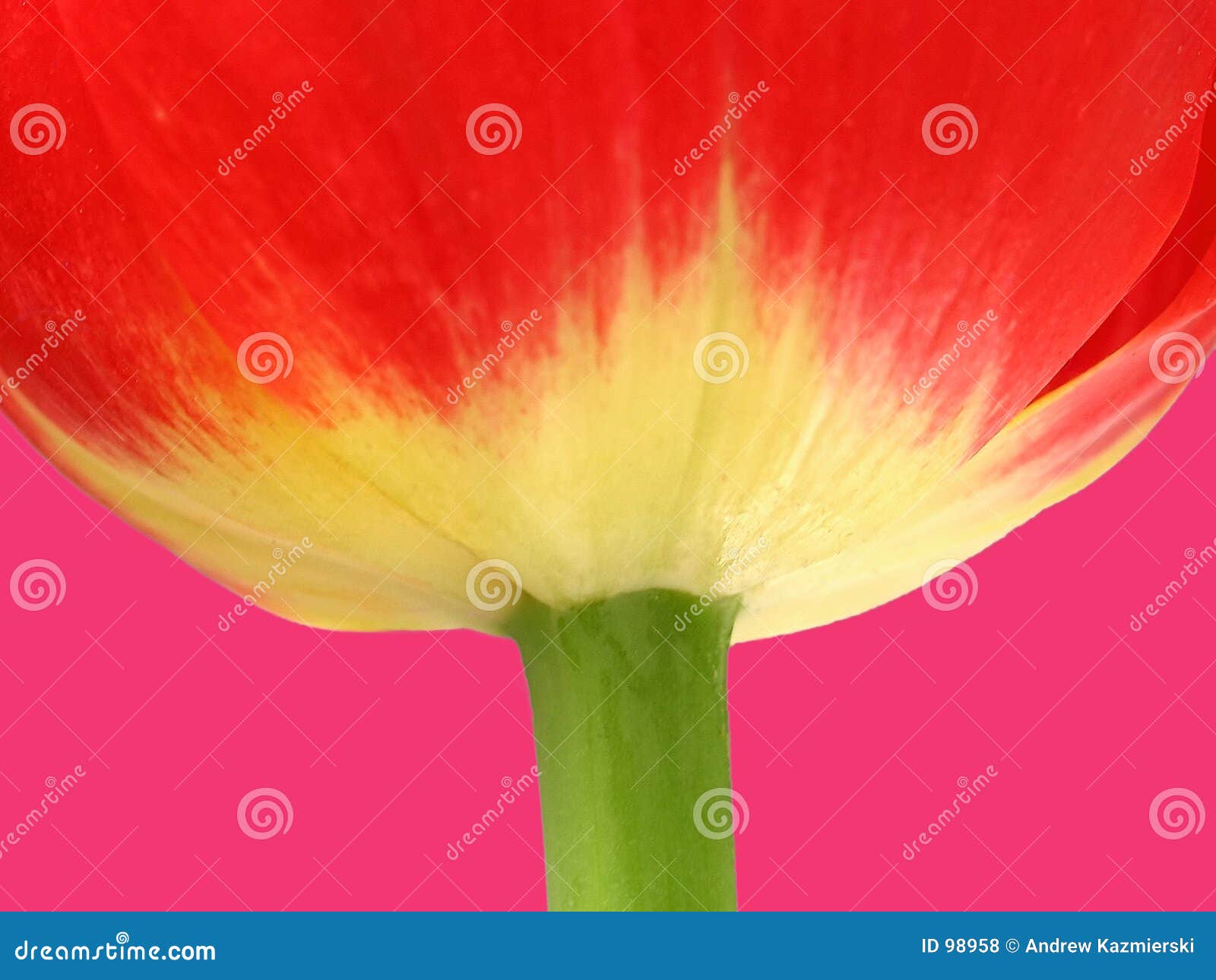 Tulip Up stock photo. Image of garden, spring, detail, tulip - 98958