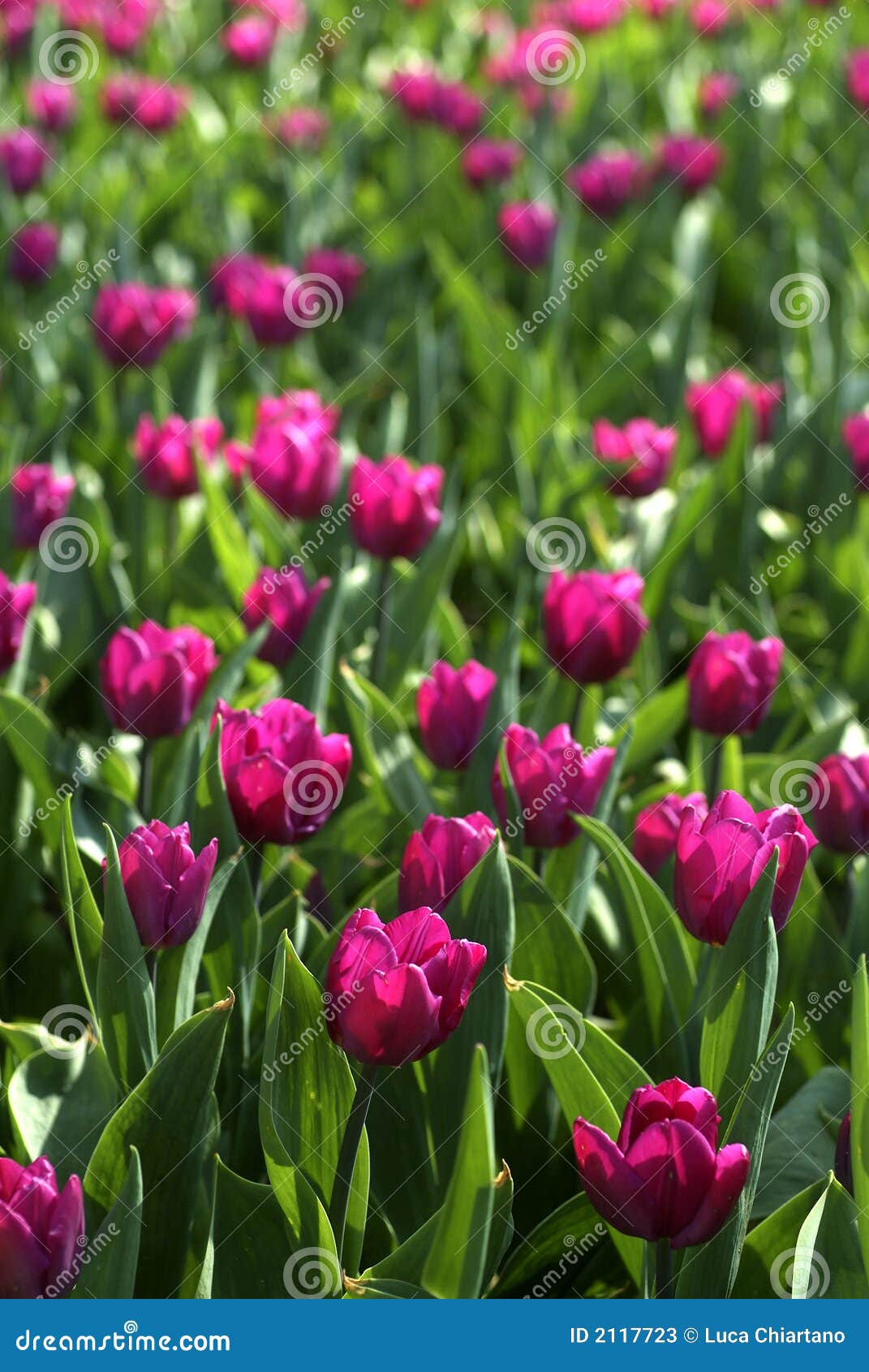 Tulip violeta imagem de stock. Imagem de camada, plantas - 2117723