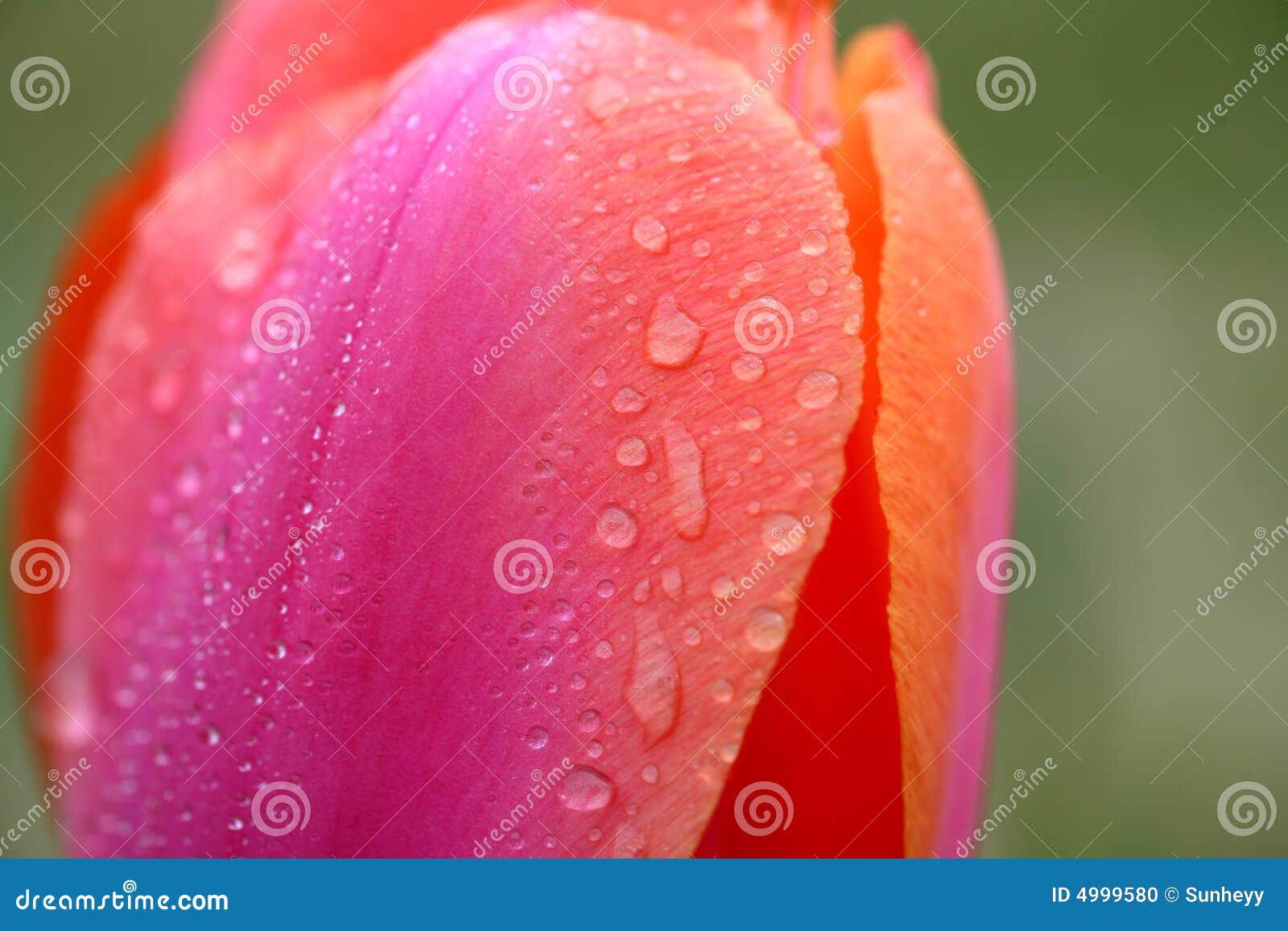 Tulip with water drops stock photo. Image of garden, flower - 4999580
