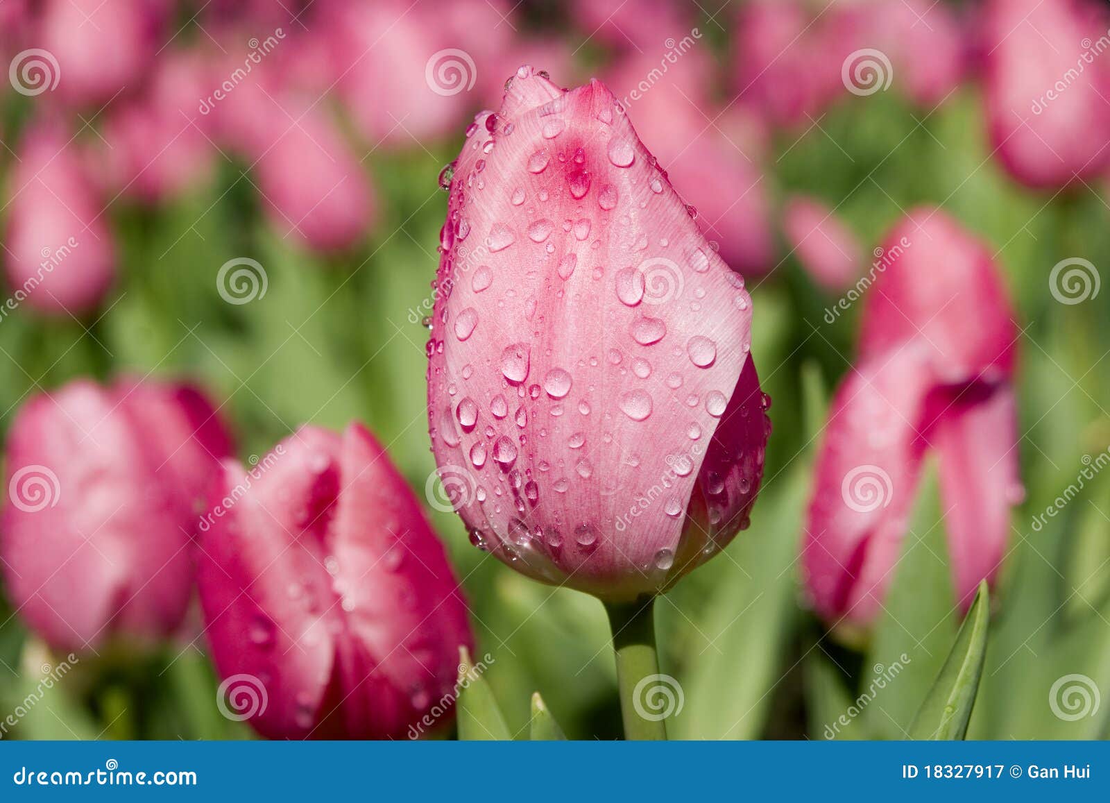 Tulip with Water Drops in Pink Stock Image - Image of close, flora ...