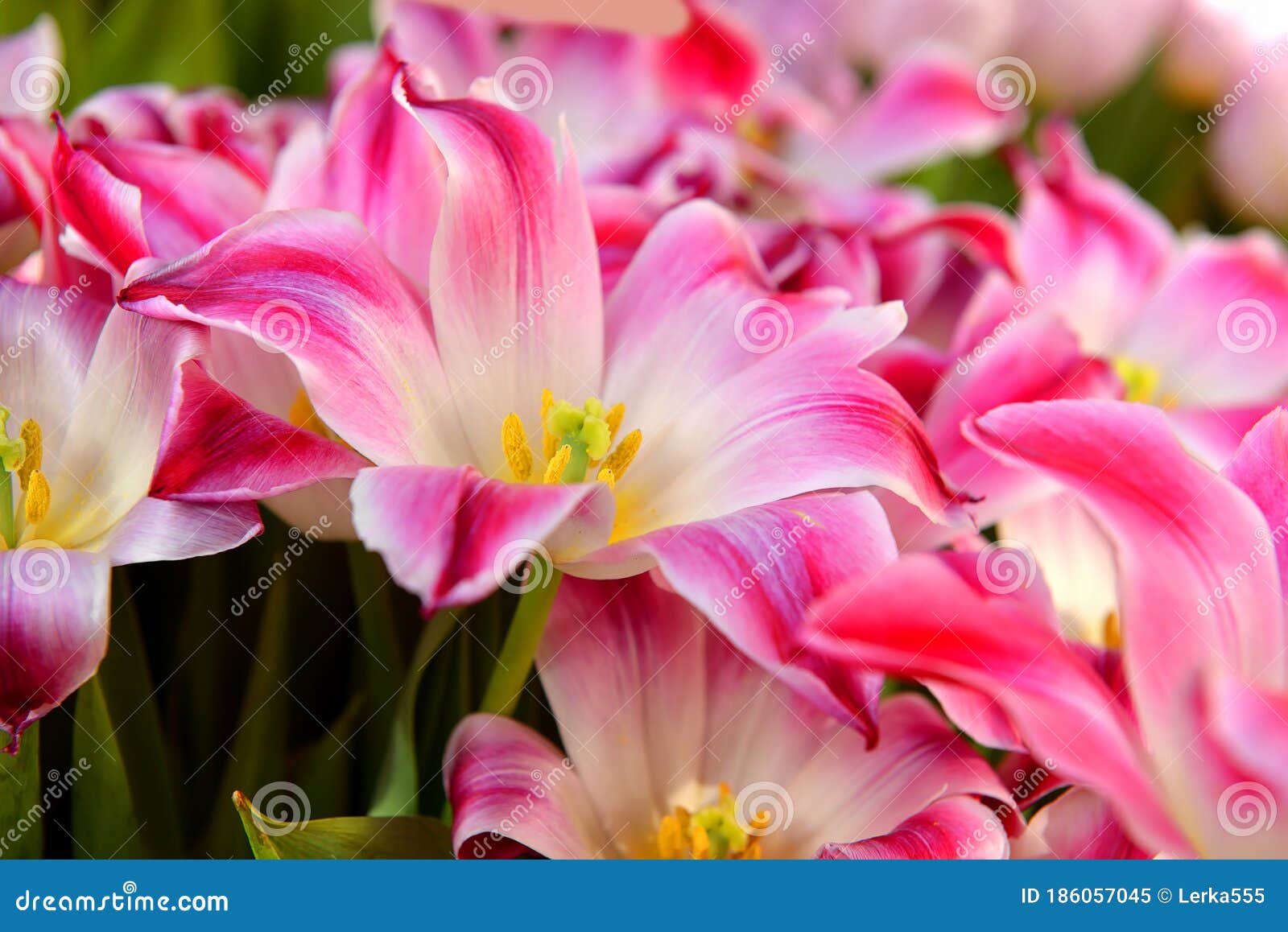 Tulip Whispering Dream. Elegant Shape and Gorgeous Color Stock Image ...