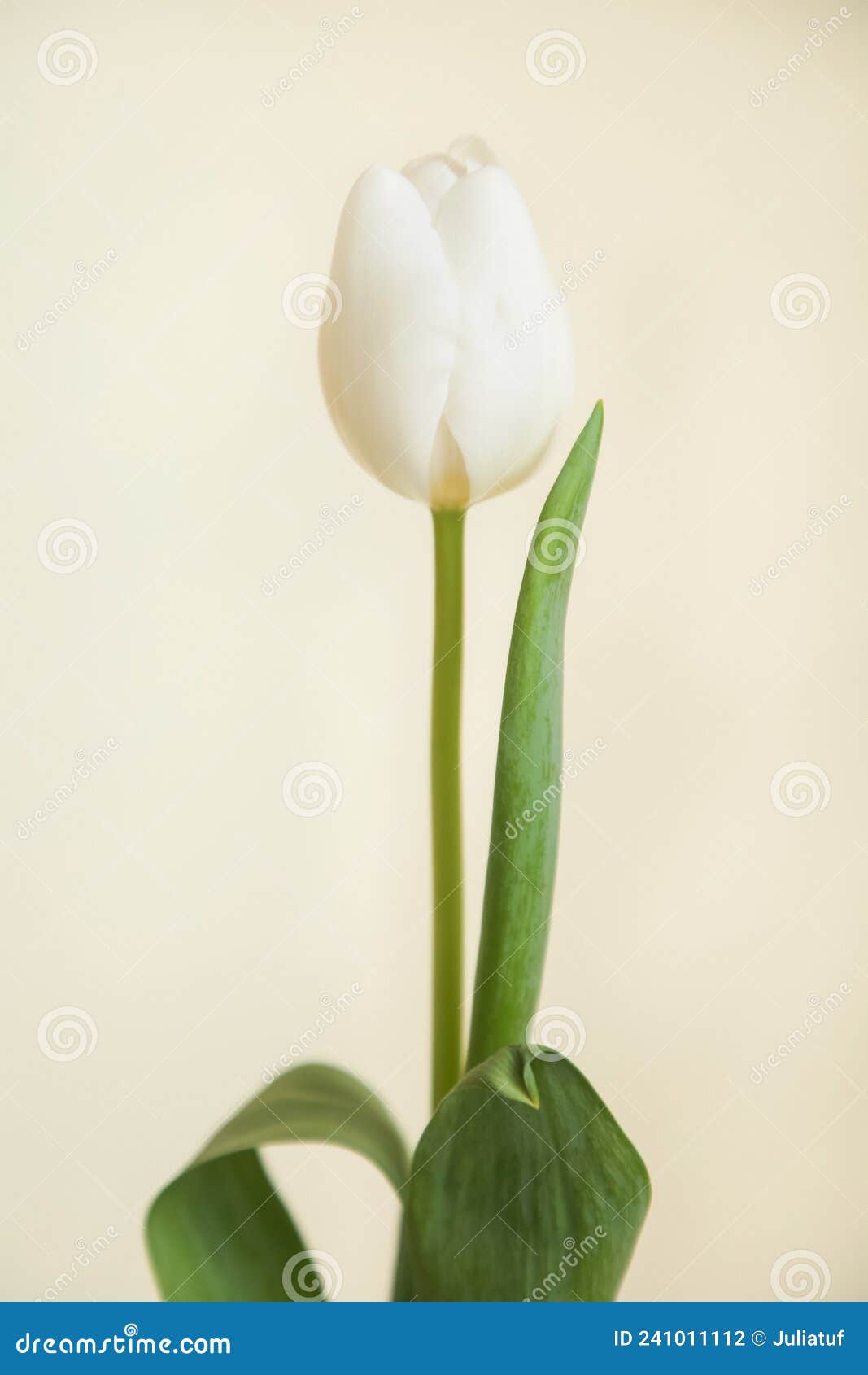 Tulip White Flower Albatros Stock Photo - Image of albatros, flower ...