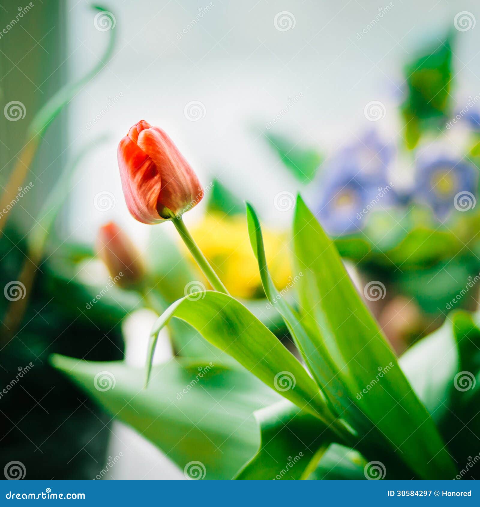 Tulip on window stock image. Image of leaves, design - 30584297