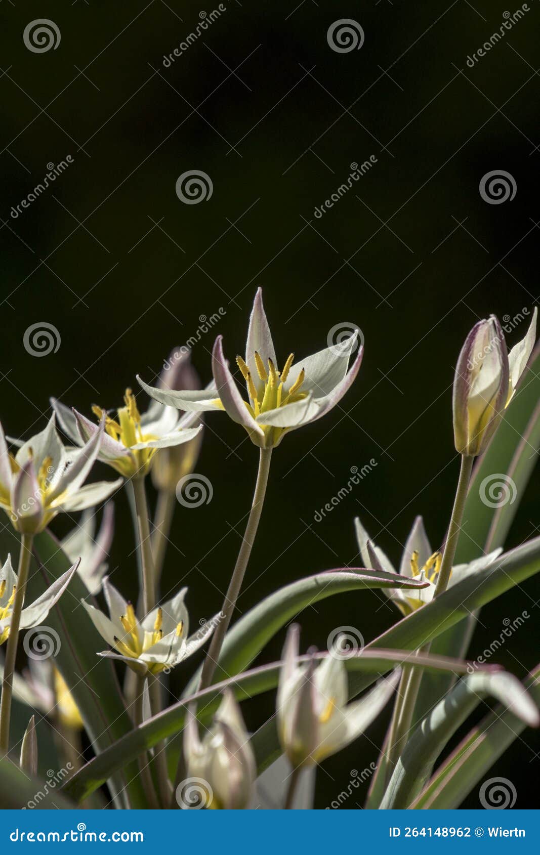 Flowers of Tulipa Biflora or Two-flowered Tulip Stock Photo - Image of ...